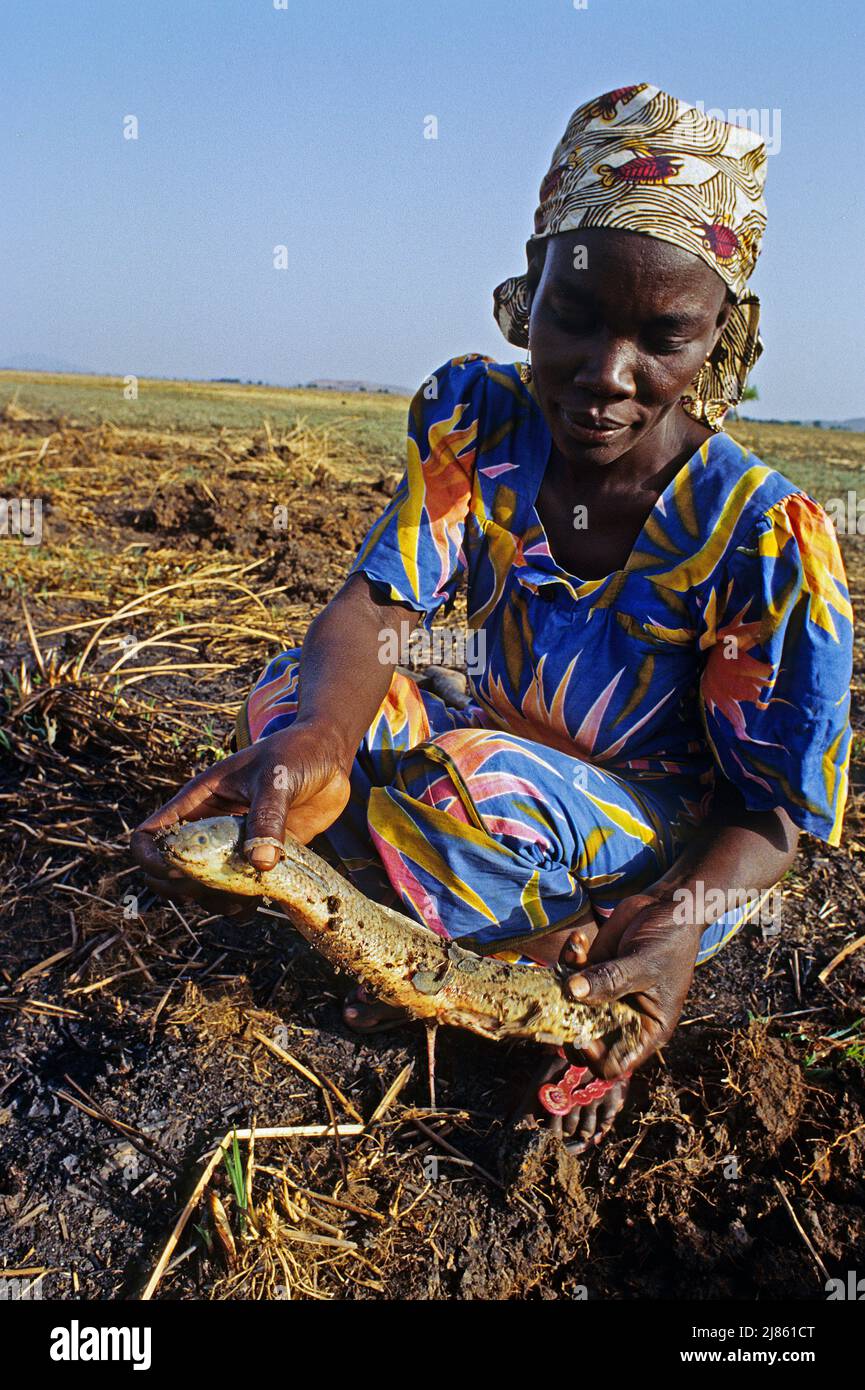 West African Lungfish just extract of its cocoon Cameroon Stock Photo ...