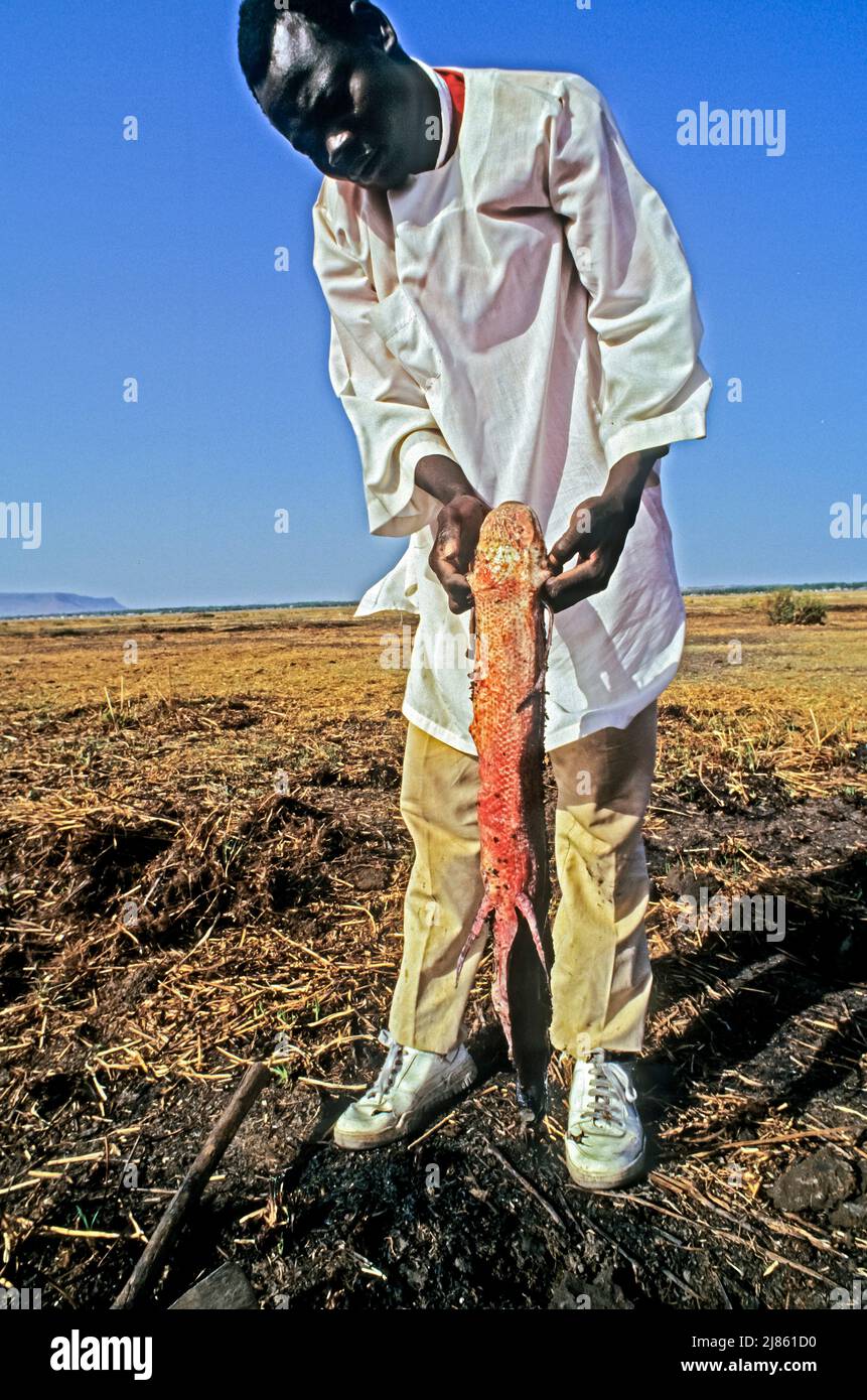 West African Lungfish just extract of its cocoon Cameroon Stock Photo ...