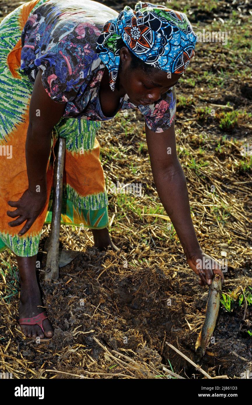West African Lungfish just extract of its cocoon Cameroon Stock Photo ...