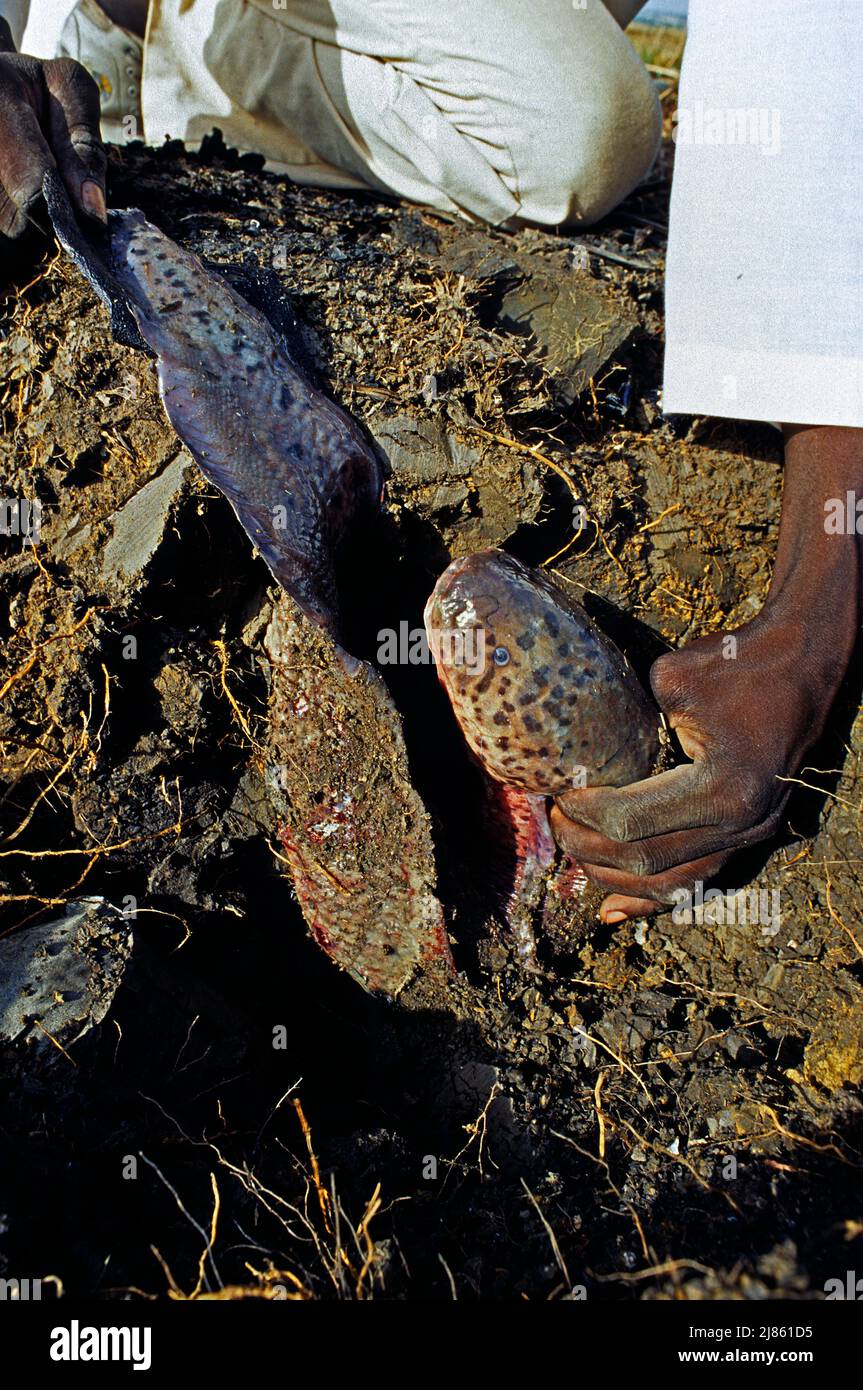 Mud fish cocoon hi-res stock photography and images - Alamy