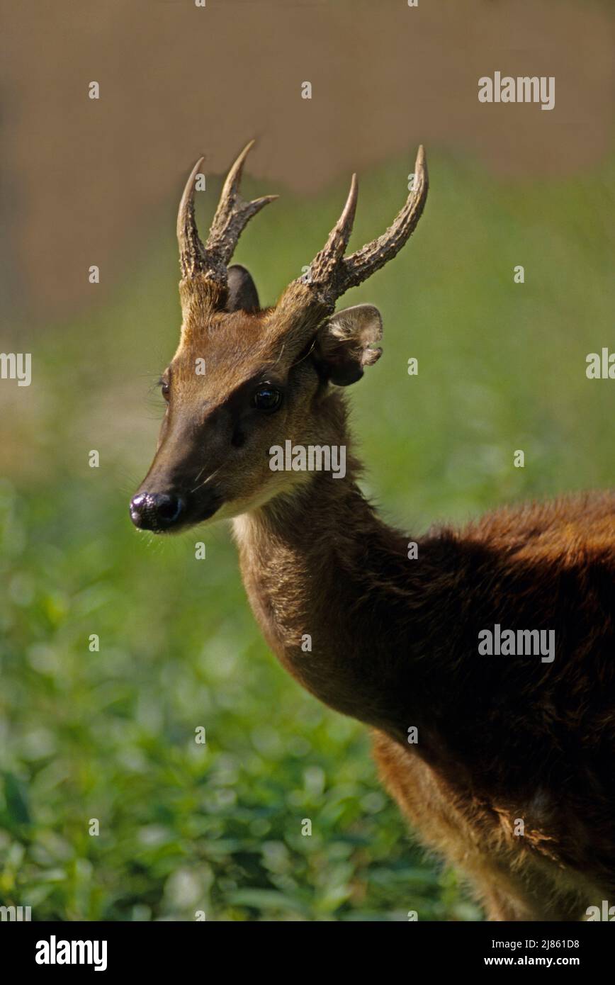 Visayan Spotted Deer on bush Negros Island Philippines Stock Photo - Alamy