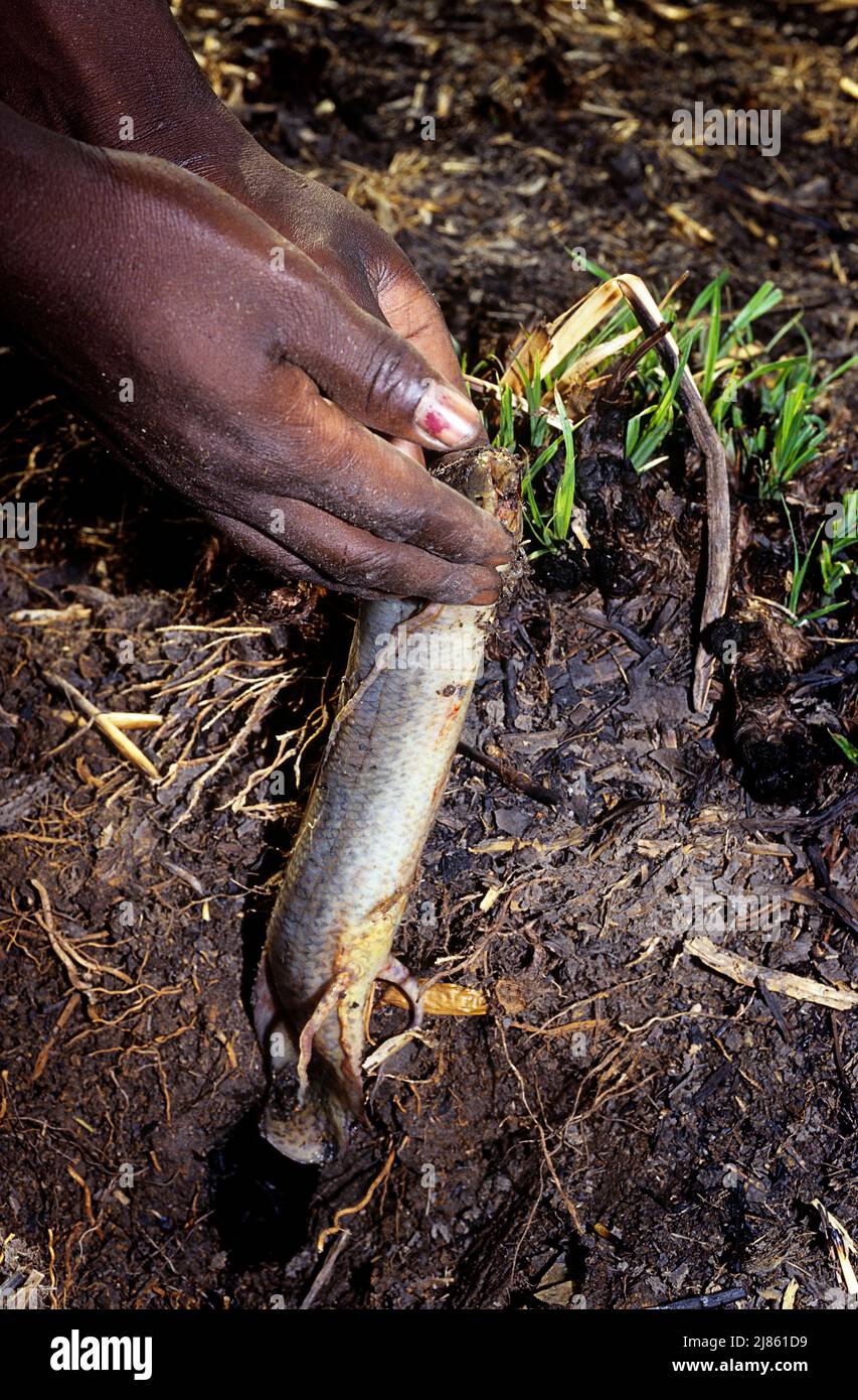 Cooking delicious big african lungfish, after catching it