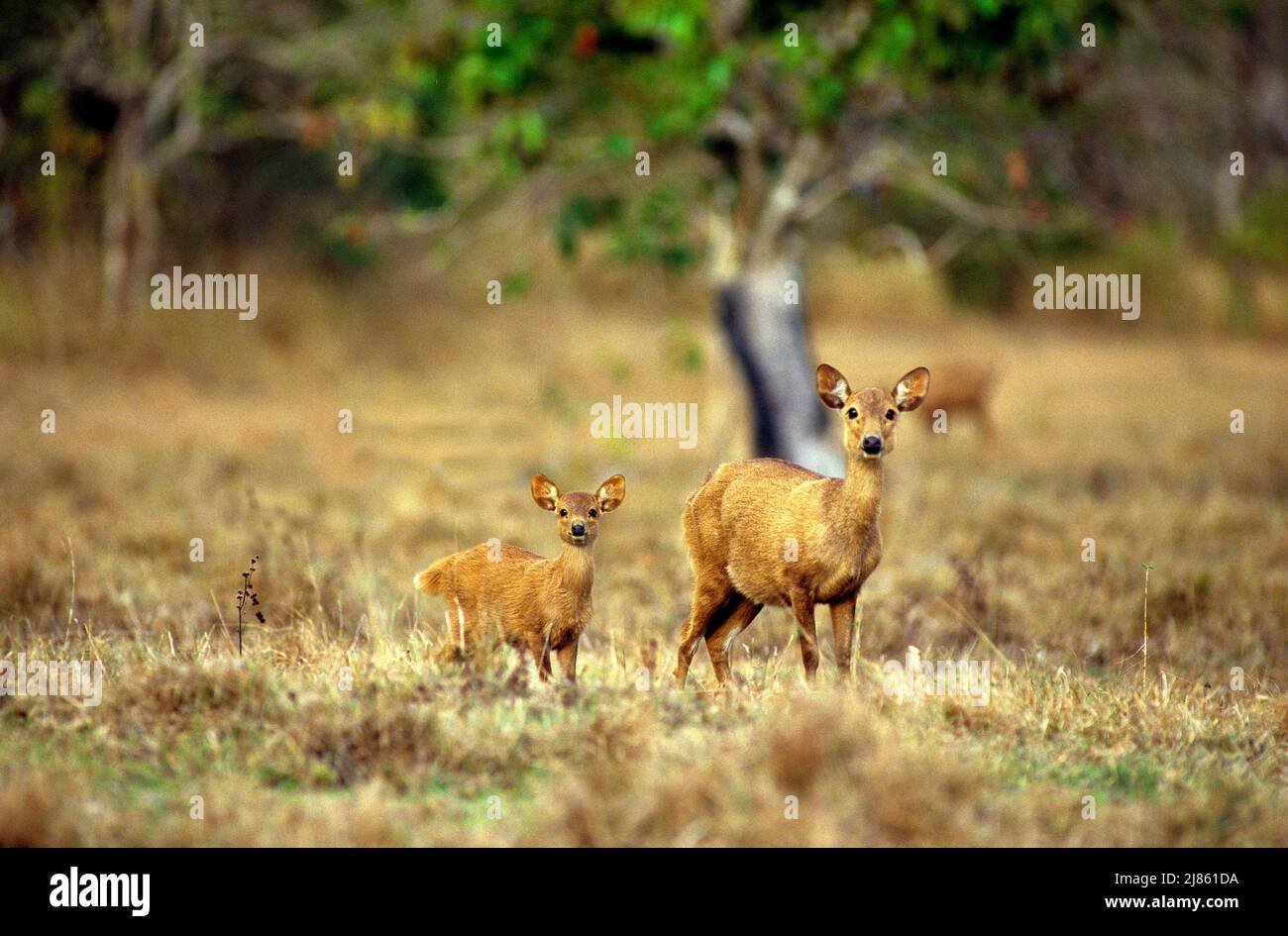 Calamian Deers standing on grass Calauit island Philippine Stock Photo ...