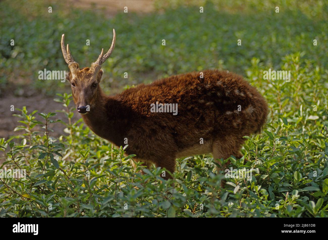 Visayan Spotted Deer on bush Negros Island Philippines Stock Photo - Alamy