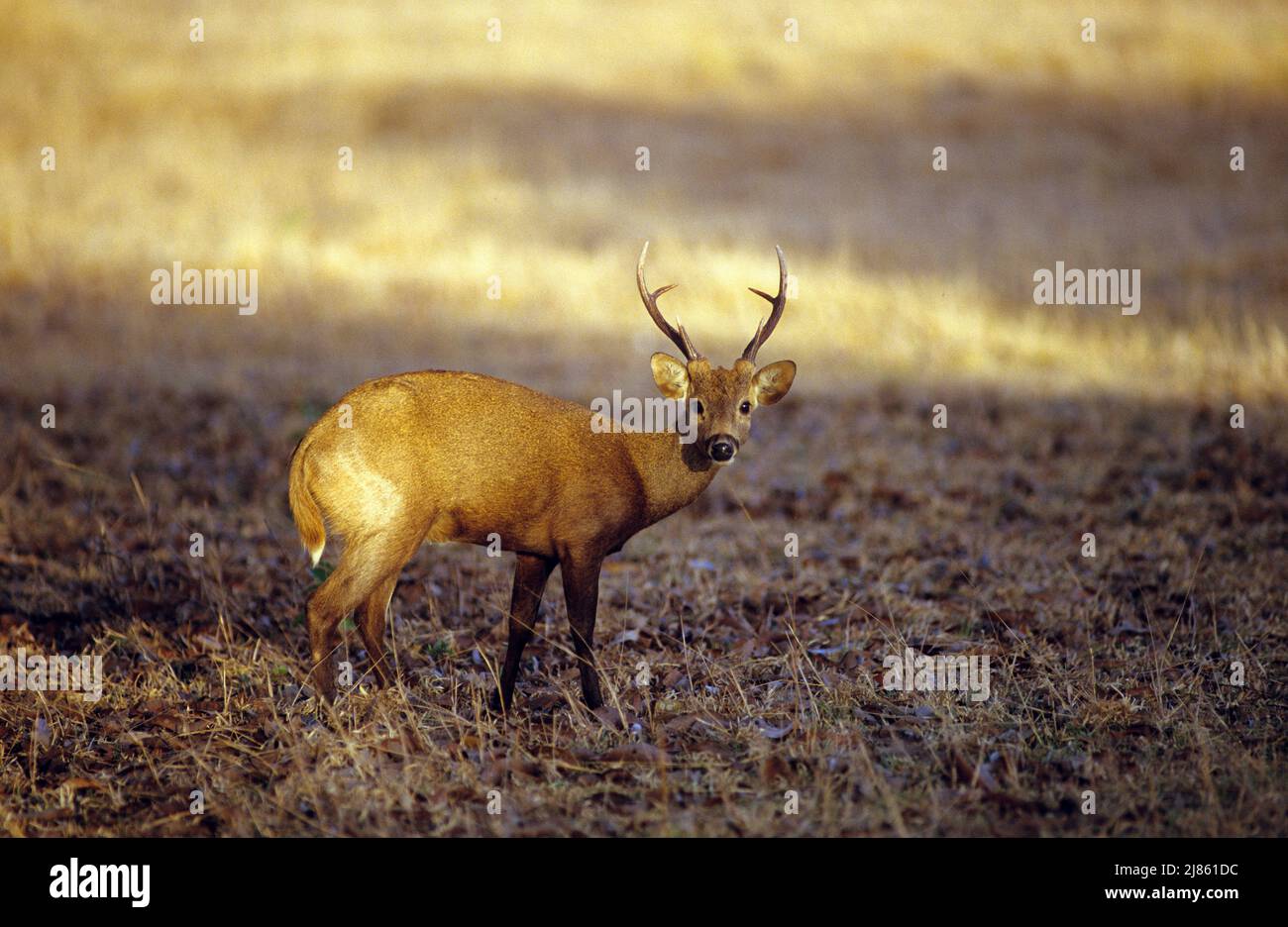 Calamian Deer standing on grass Calauit island Philippine Stock Photo ...