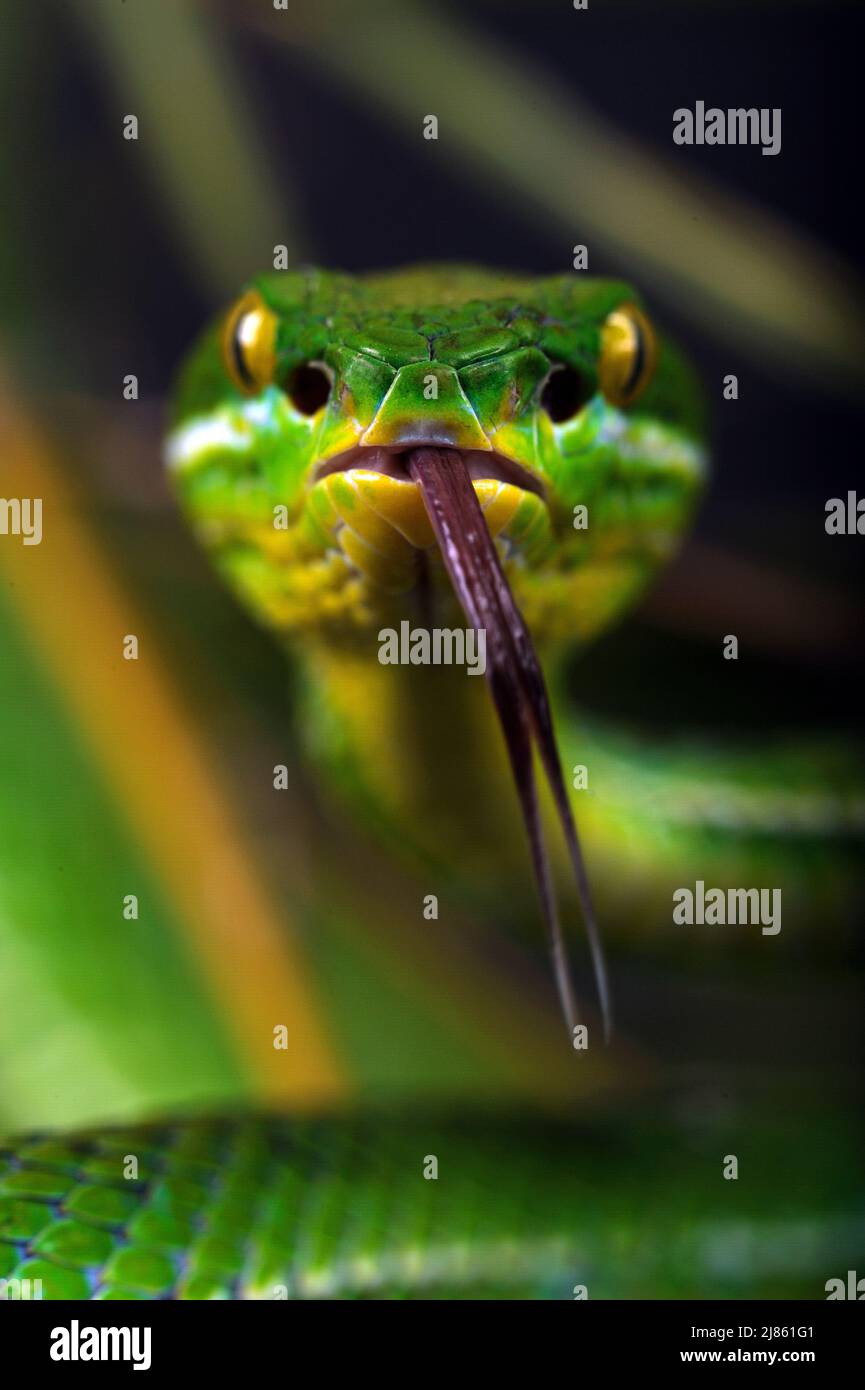 Portrait of White-lipped Tree Viper Stock Photo - Alamy