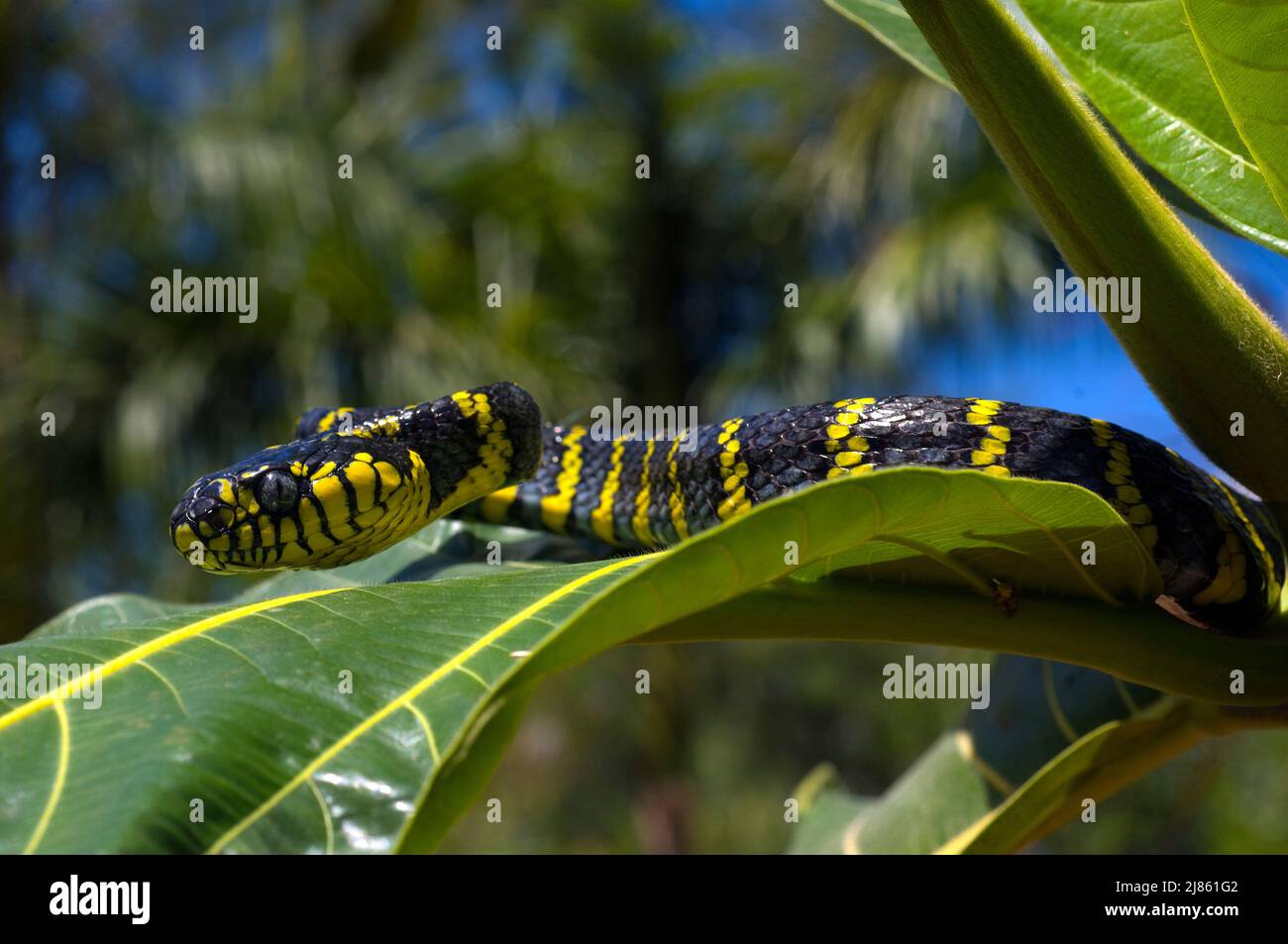 Philippine mangrove snake Luzon Philippine Stock Photo - Alamy