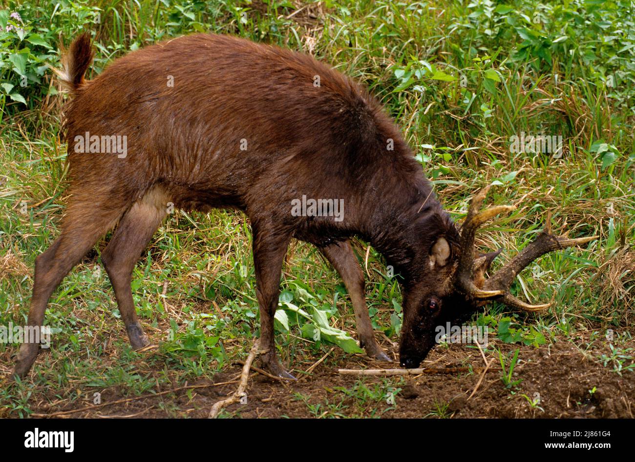 Philippine Deer Cervus Mariannus