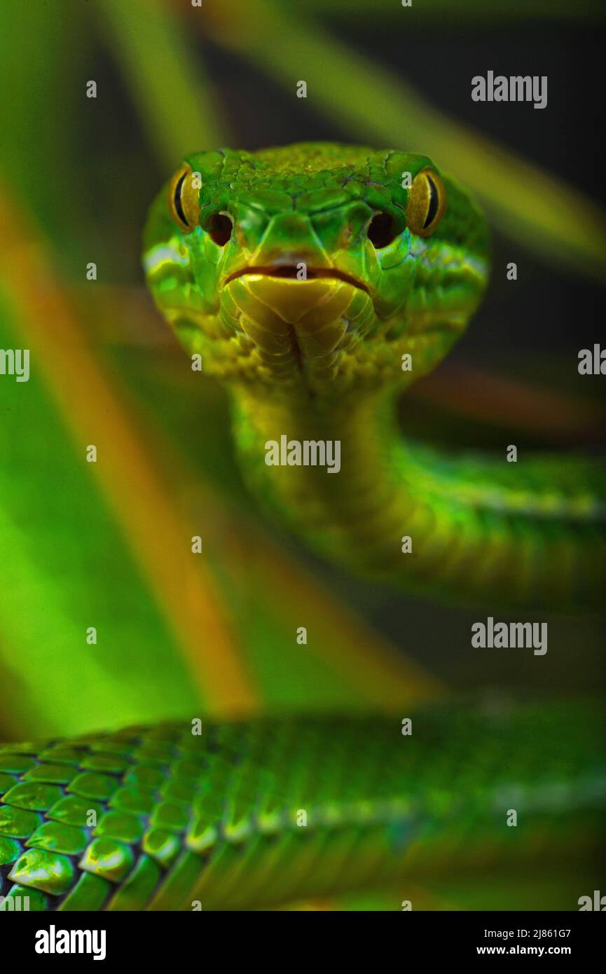 Portrait of White-lipped Tree Viper Stock Photo - Alamy