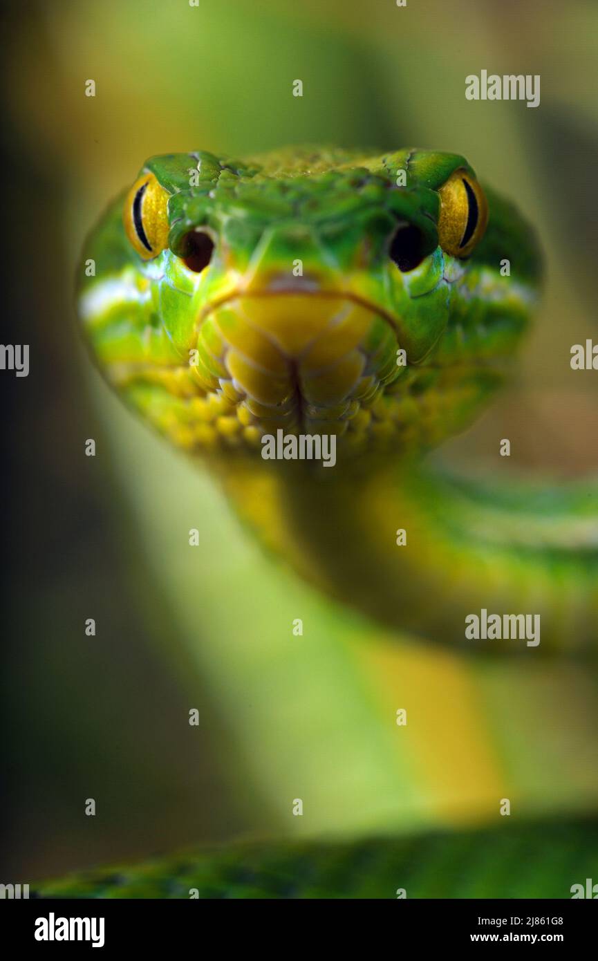 Portrait of White-lipped Tree Viper Stock Photo - Alamy
