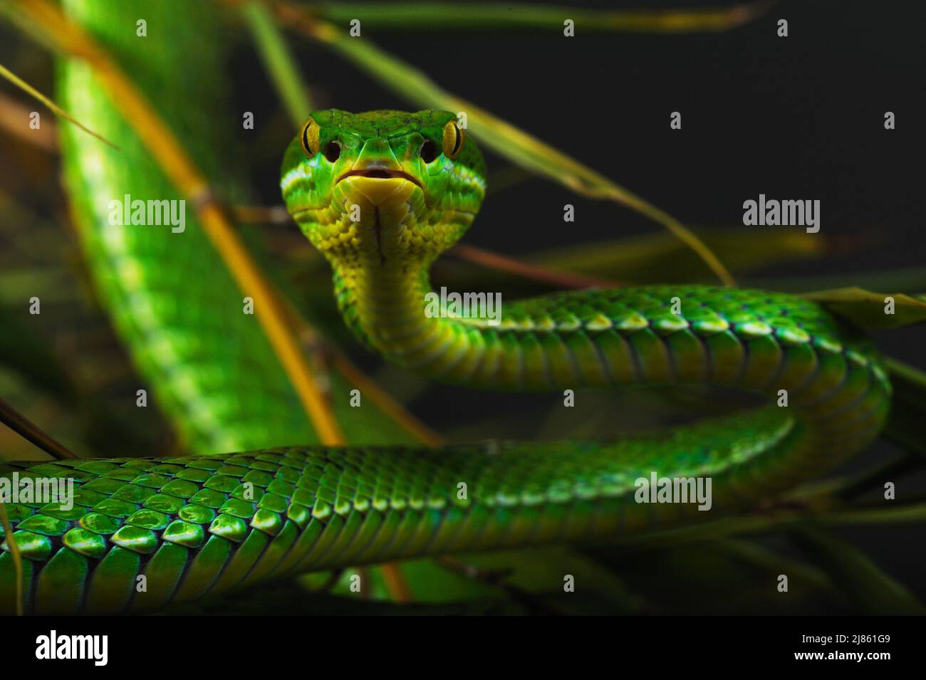 Portrait of White-lipped Tree Viper Stock Photo - Alamy