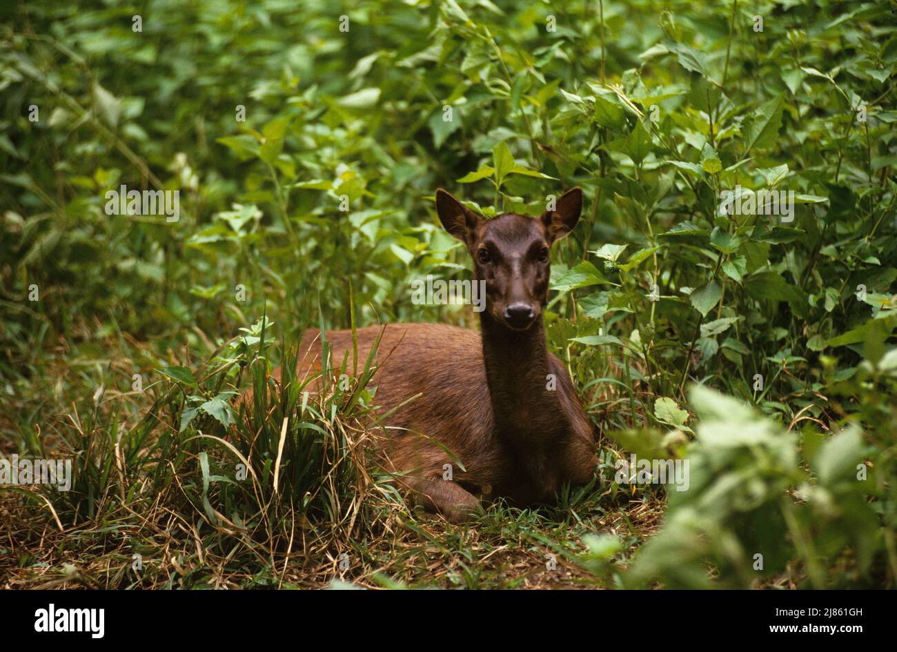 Ciervo Filipino Cervus Mariannus DSG Newsletter Nº23