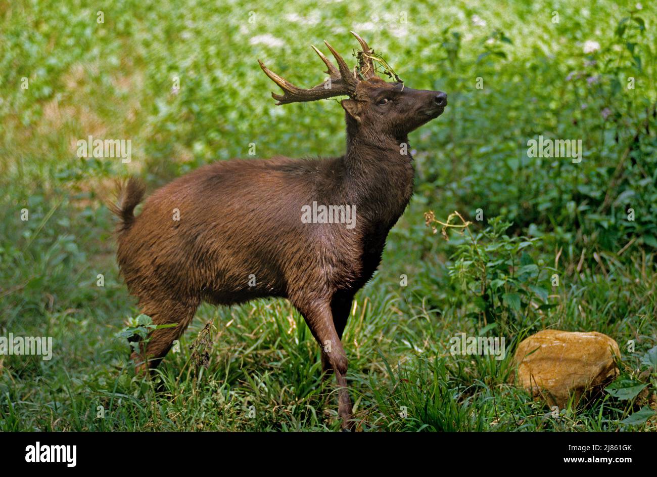 Ciervo Filipino Cervus Mariannus DSG Newsletter Nº23