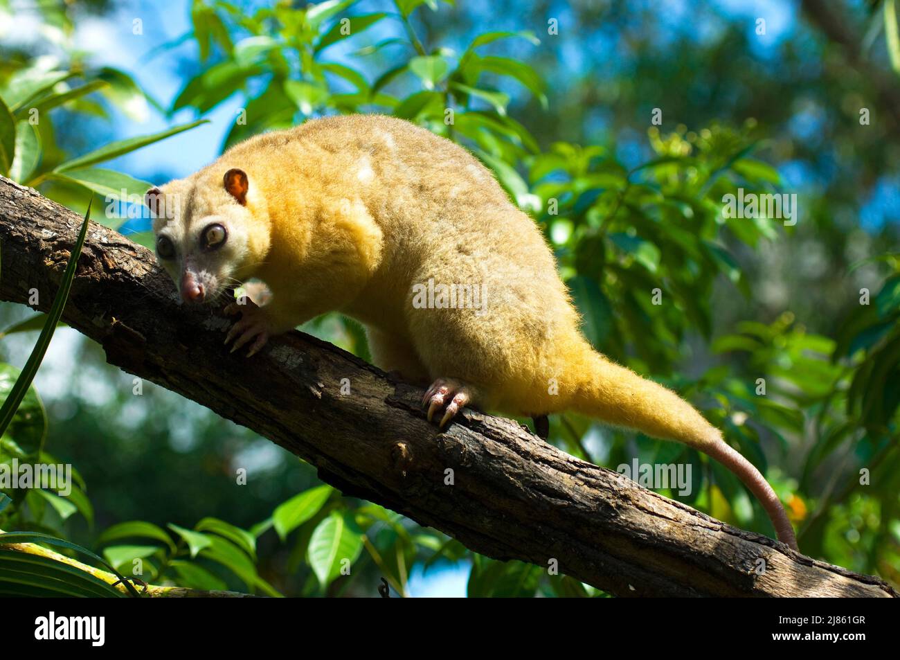 Common Cuscus on a branch Stock Photo - Alamy