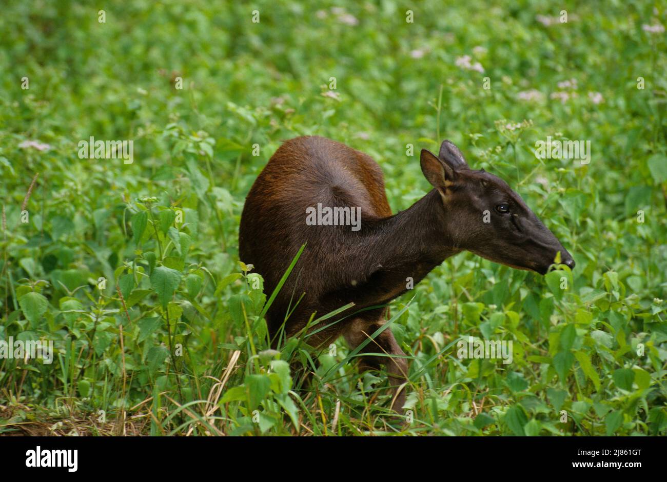 Philippines deer female standing in a clearing ; Rusa marianna ...