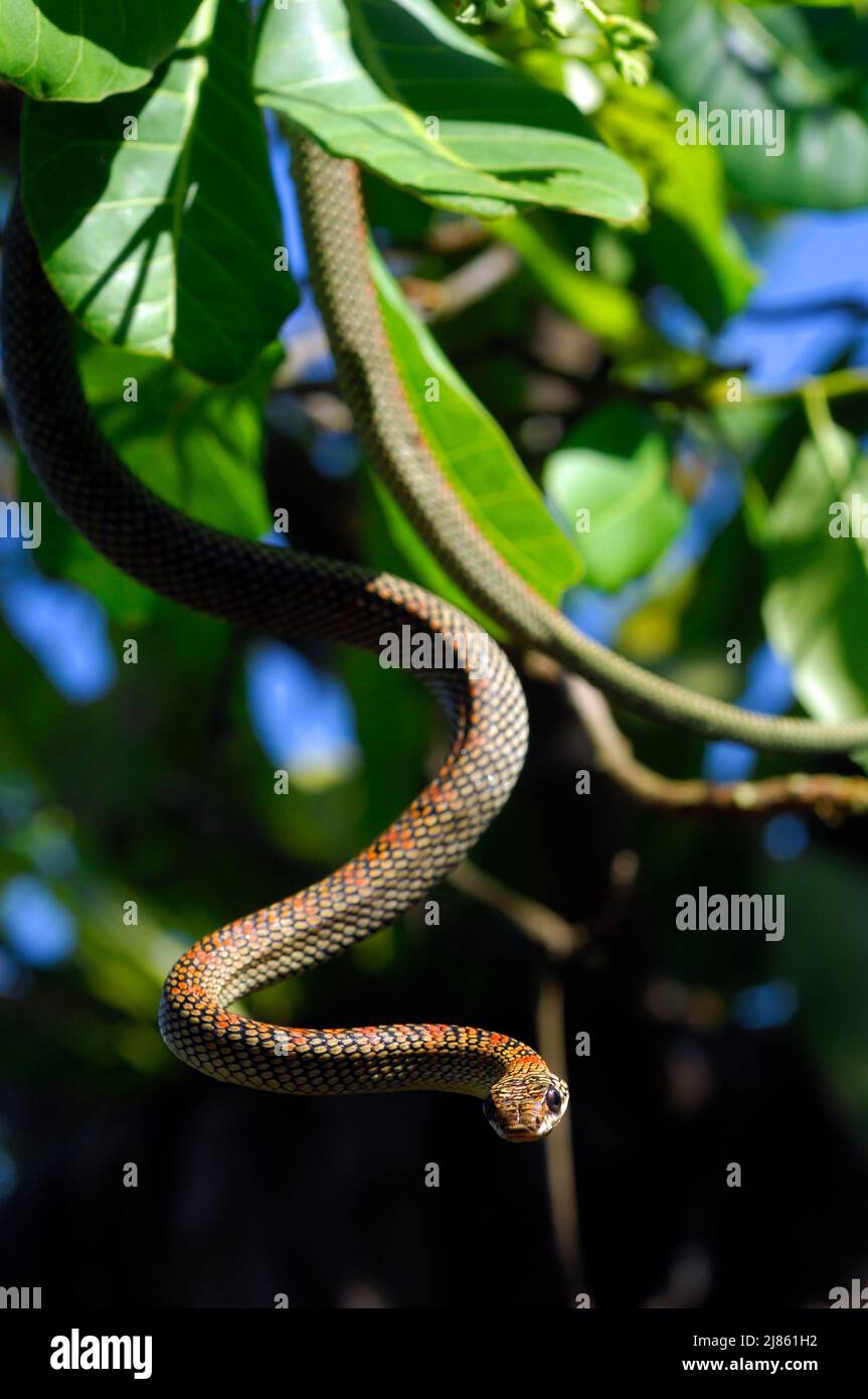 Paradise Tree Snake going down from a tree Luzon Philippine Stock Photo ...