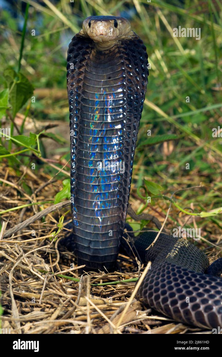 Equatorial spitting cobra standing in grass Stock Photo - Alamy