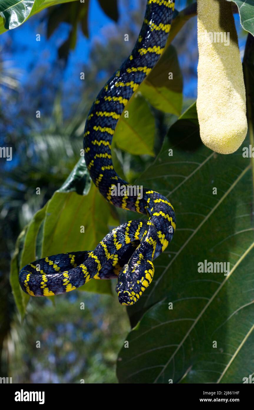 Philippine mangrove snake Luzon Philippine Stock Photo - Alamy