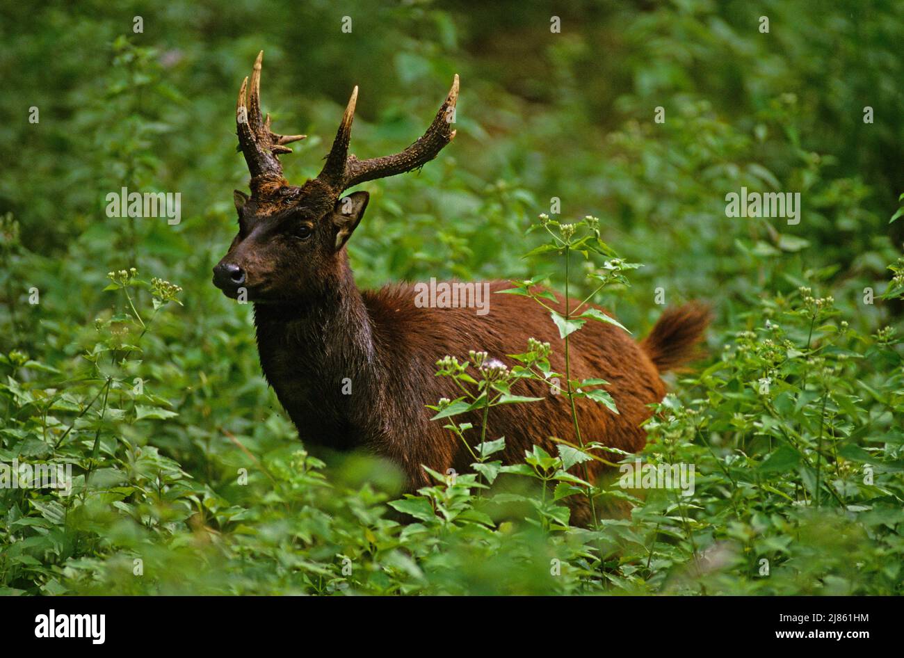 Ciervo Filipino Cervus Mariannus DSG Newsletter Nº23