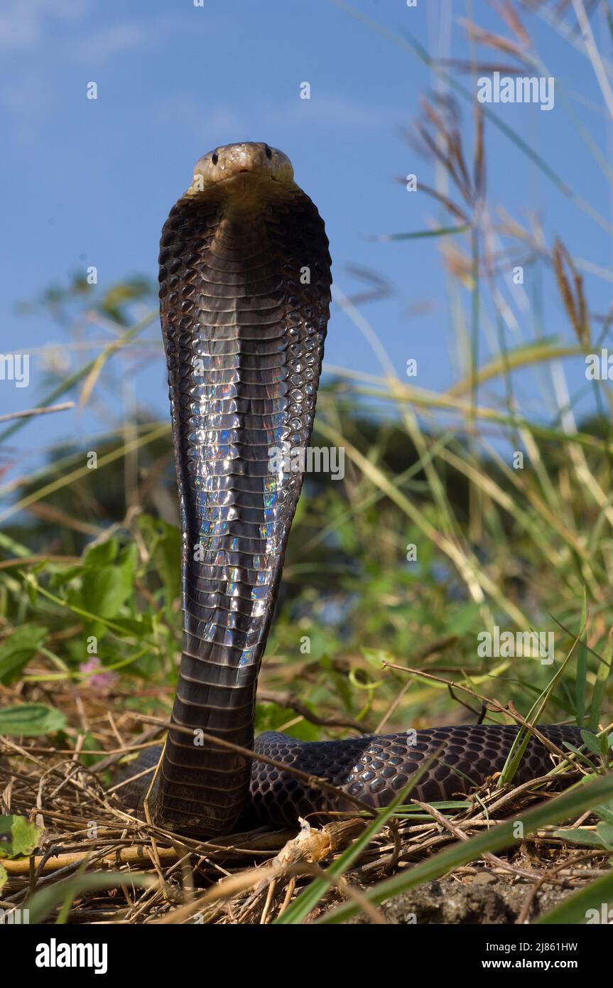 Equatorial spitting cobra standing in grass Stock Photo - Alamy