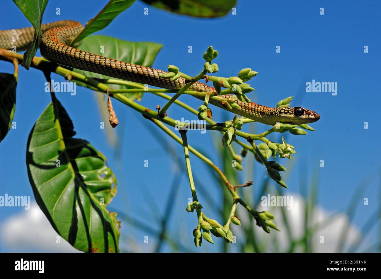 Paradise Tree Snake on a branch Luzon Philippine Stock Photo - Alamy