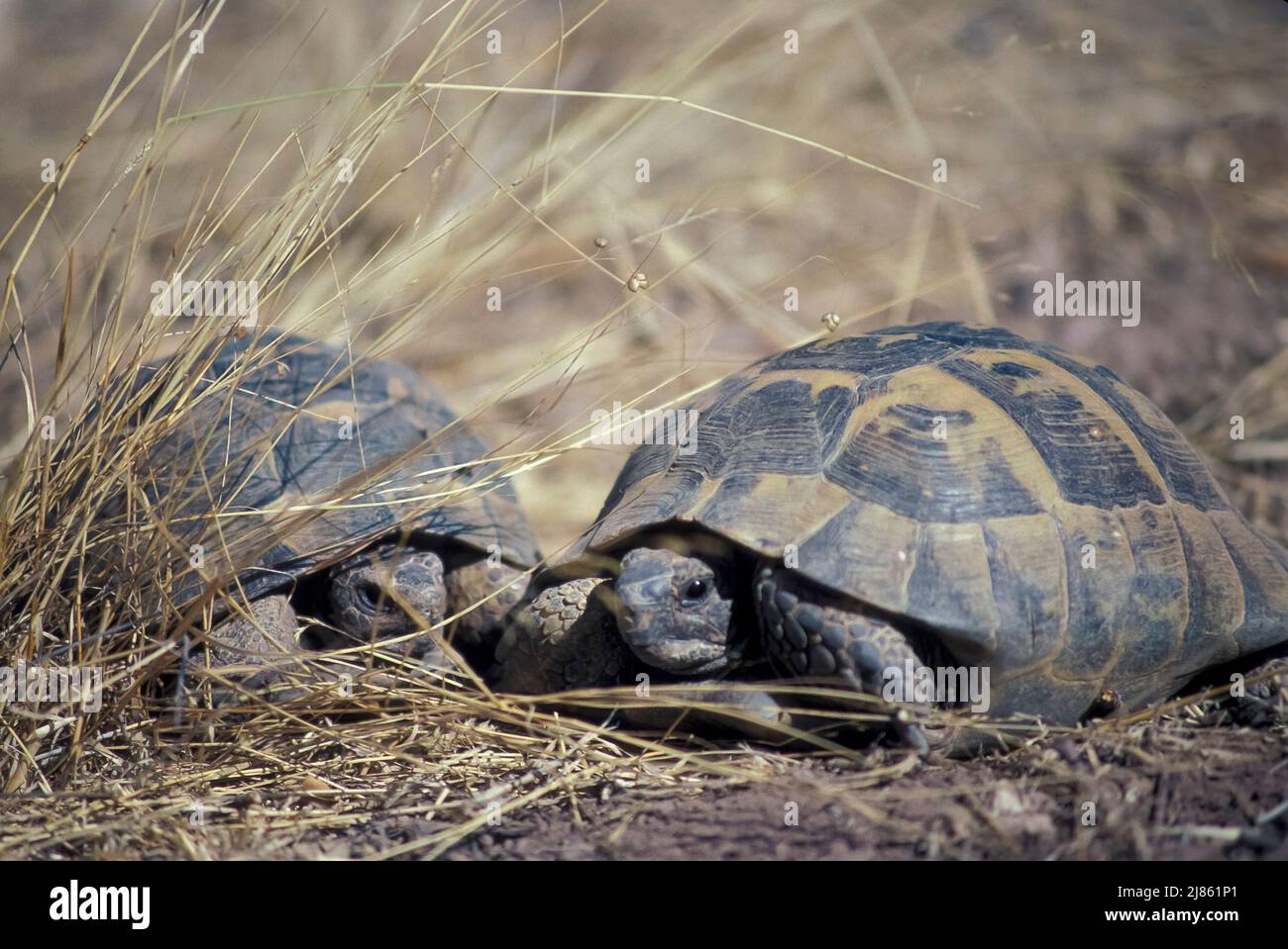 Hermann's Tortoise (Testudo hermanni) pair, Massif des Maures, France ...