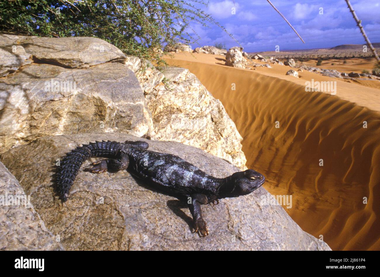 Moroccan Spiny-Tailed Lizard looking at the desert Stock Photo - Alamy