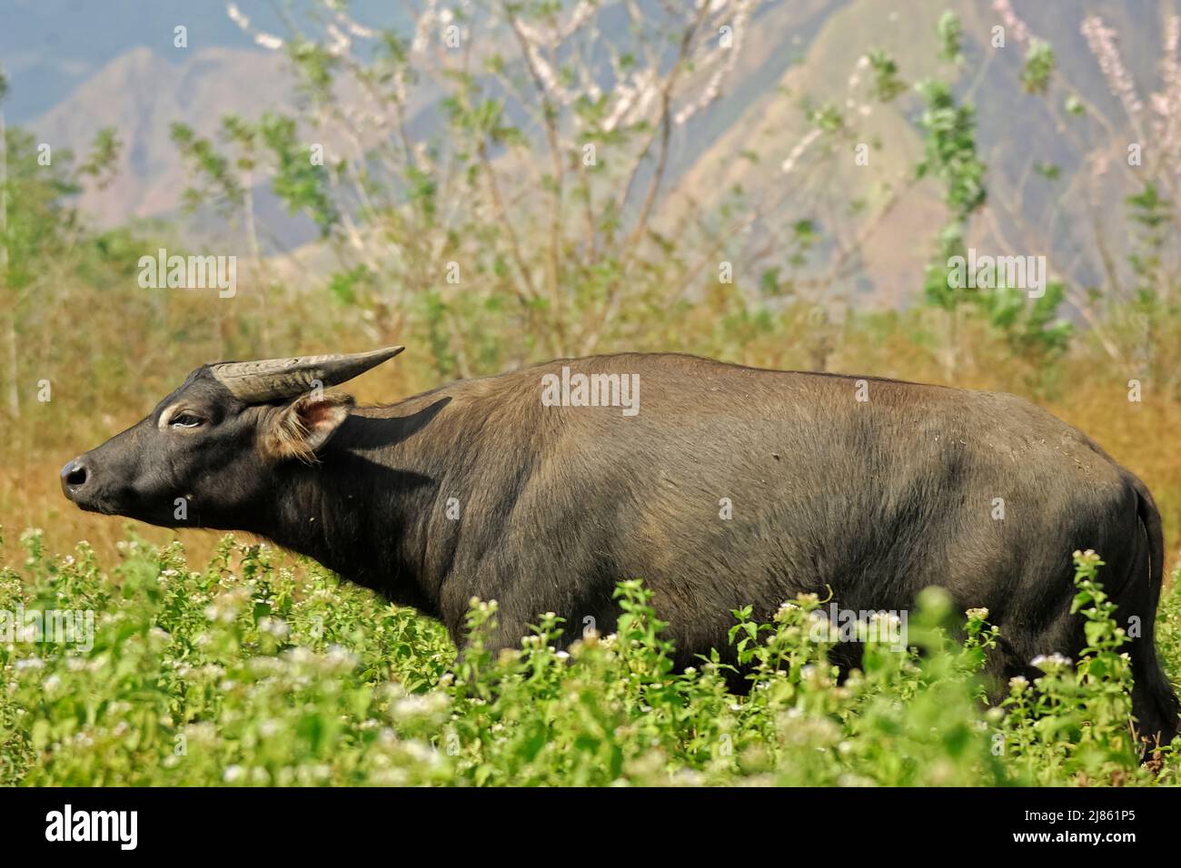 Tamaraw (Bubalus mindorensis Stock Photo - Alamy