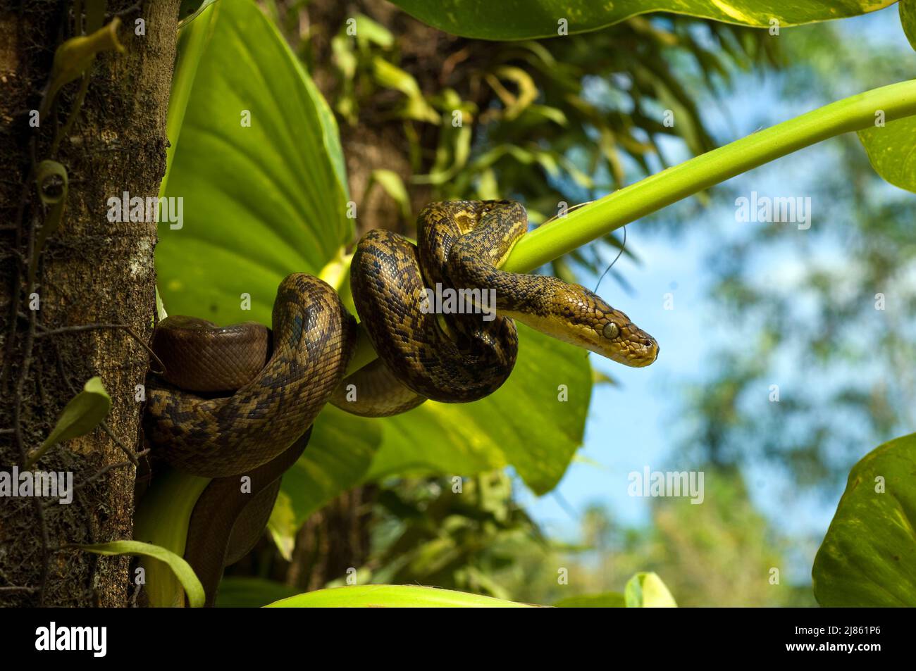 Timor python wrapped around a stalk Timor Flores Stock Photo - Alamy