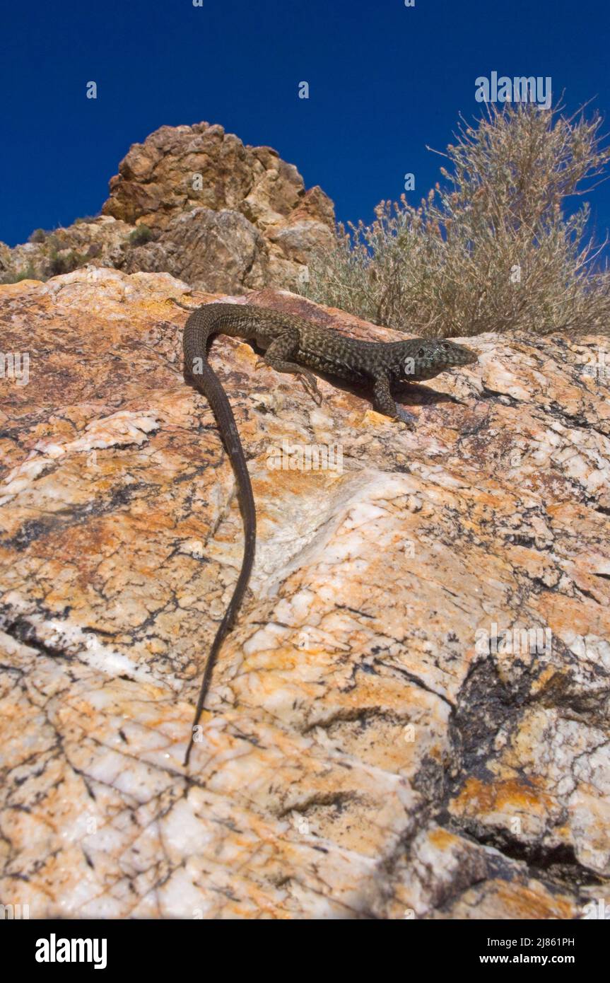 Western whiptail lizard hi-res stock photography and images - Alamy