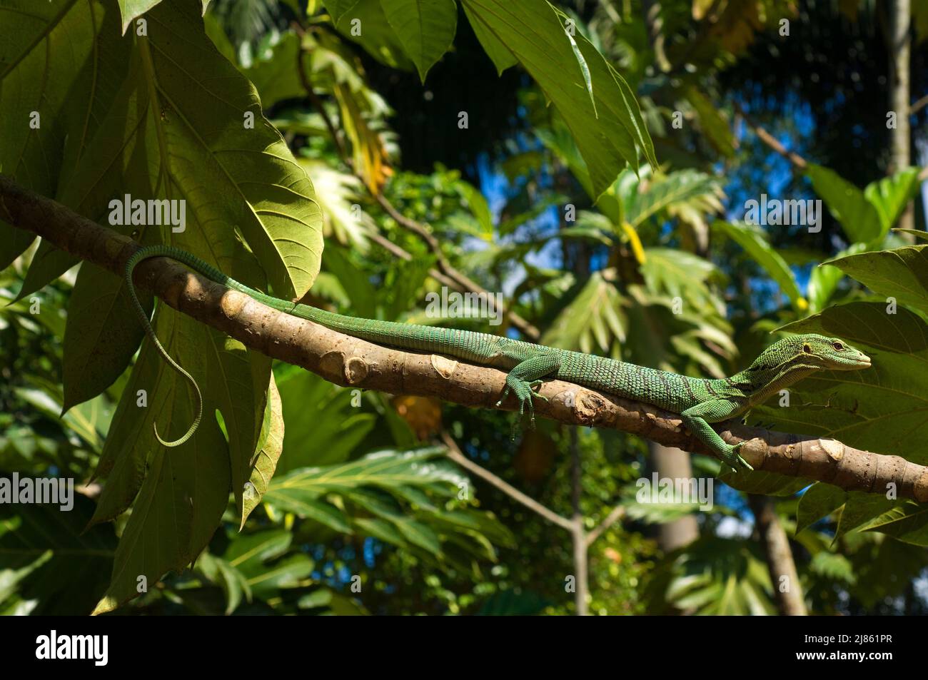 Monitor lizards in tree hi-res stock photography and images - Alamy