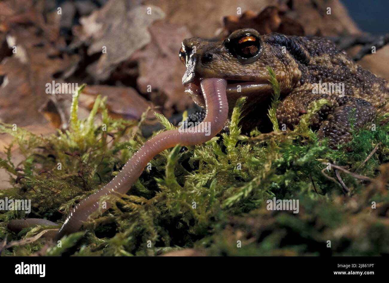 Common toad (Bufo bufo) eating an earthworm, France Stock Photo - Alamy