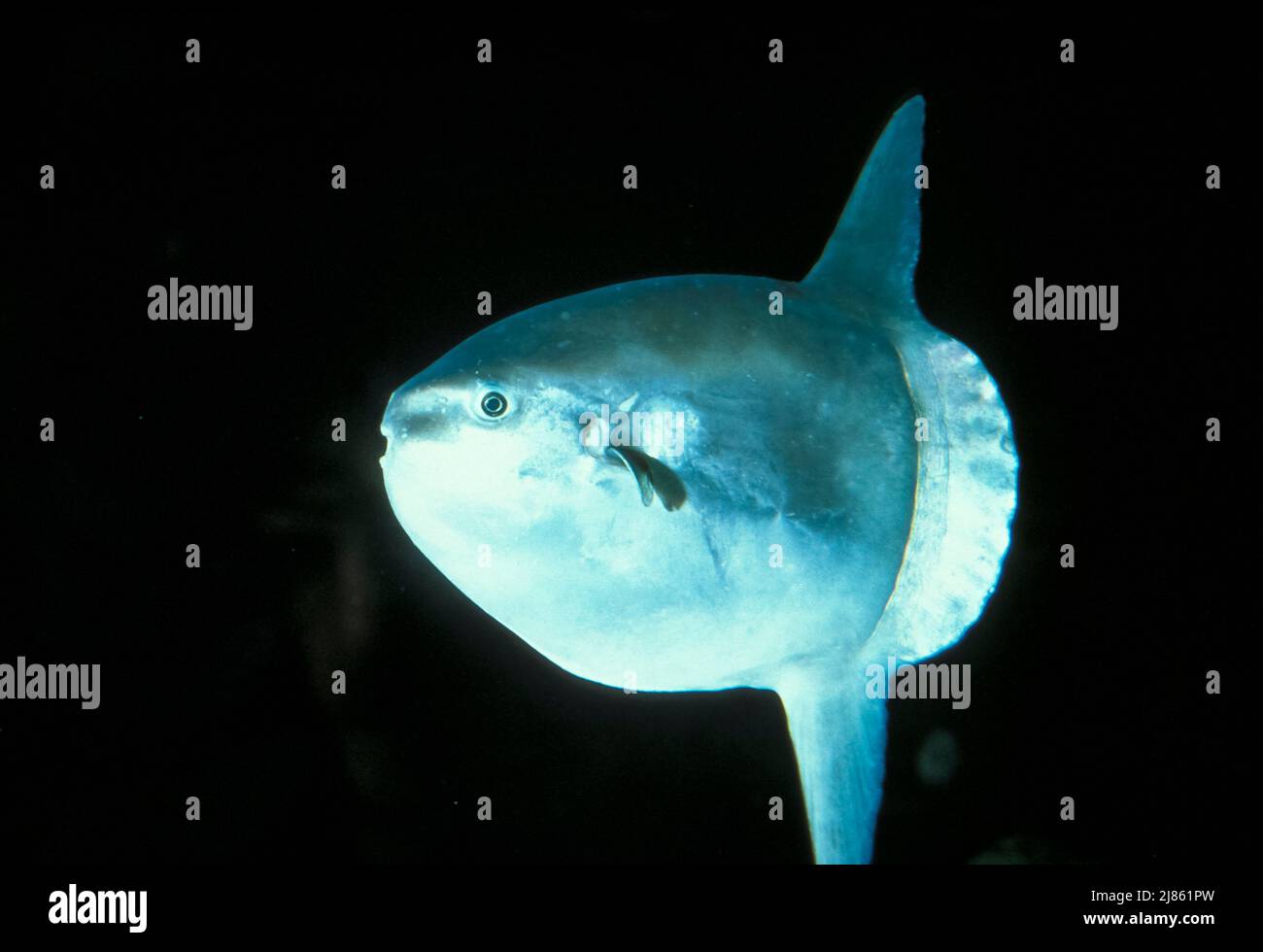 Ocean sunfish (Mola mola), Pacific Ocean Stock Photo - Alamy
