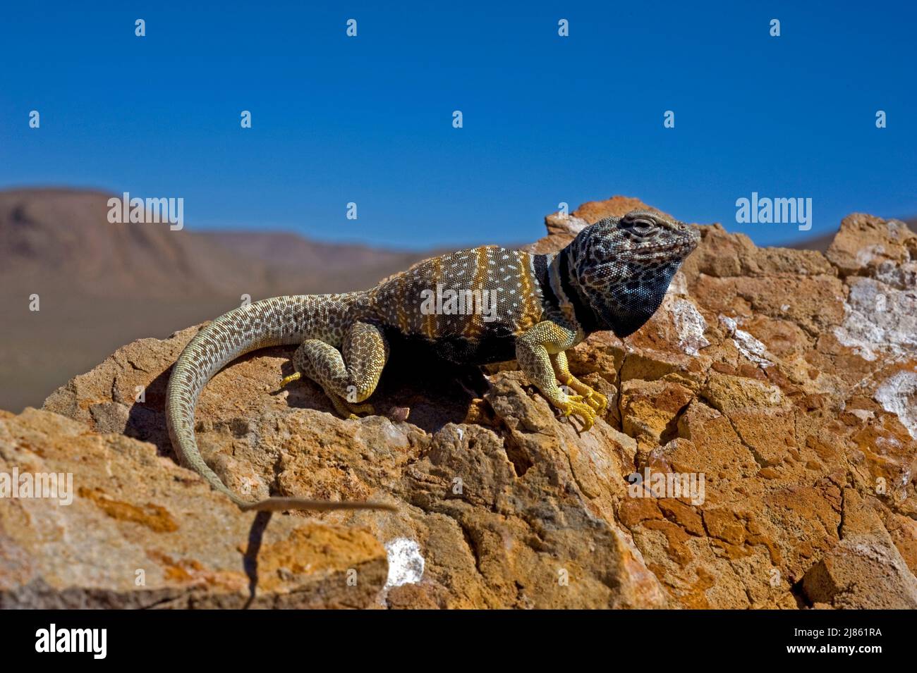Great basin collared Lizard male Death Valley NP California Stock Photo ...