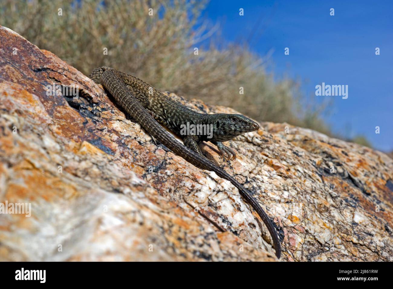 Western Whiptail Lizard Male in the Panamint Range USA Stock Photo - Alamy