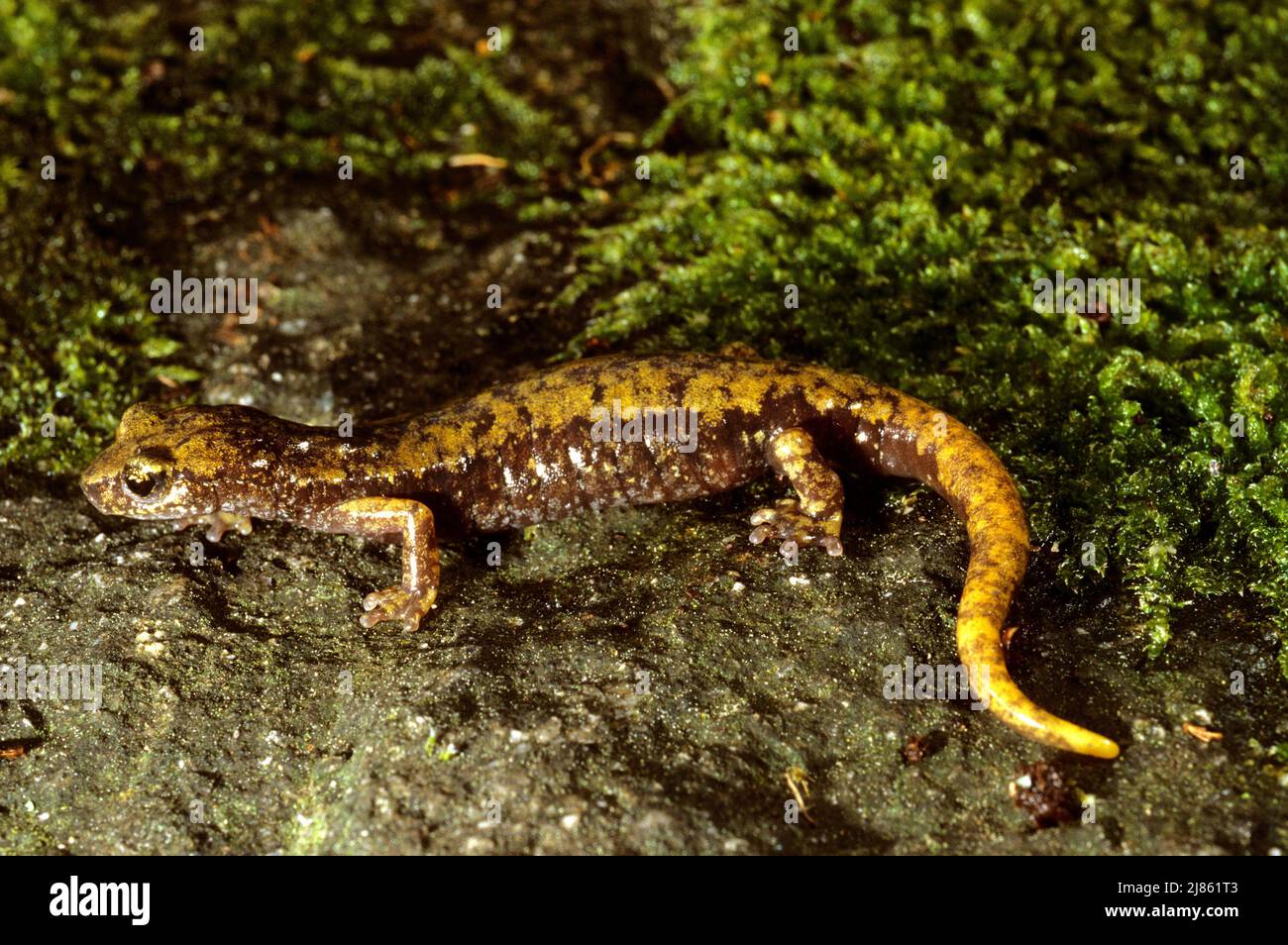 French Cave salamander on a rock Stock Photo - Alamy