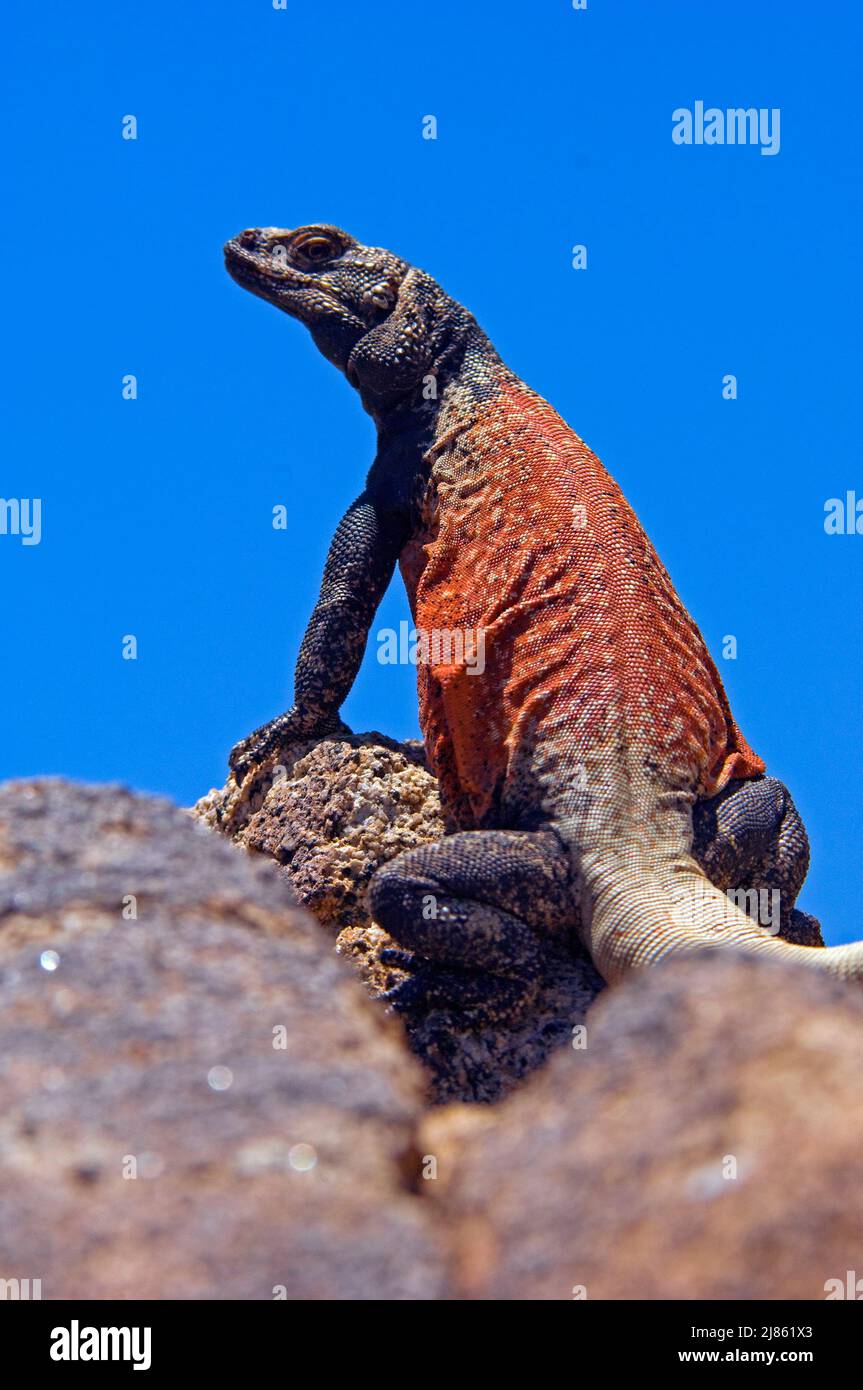 Northern Chuckwalla male in the Joshua's Tree NP California Stock Photo ...