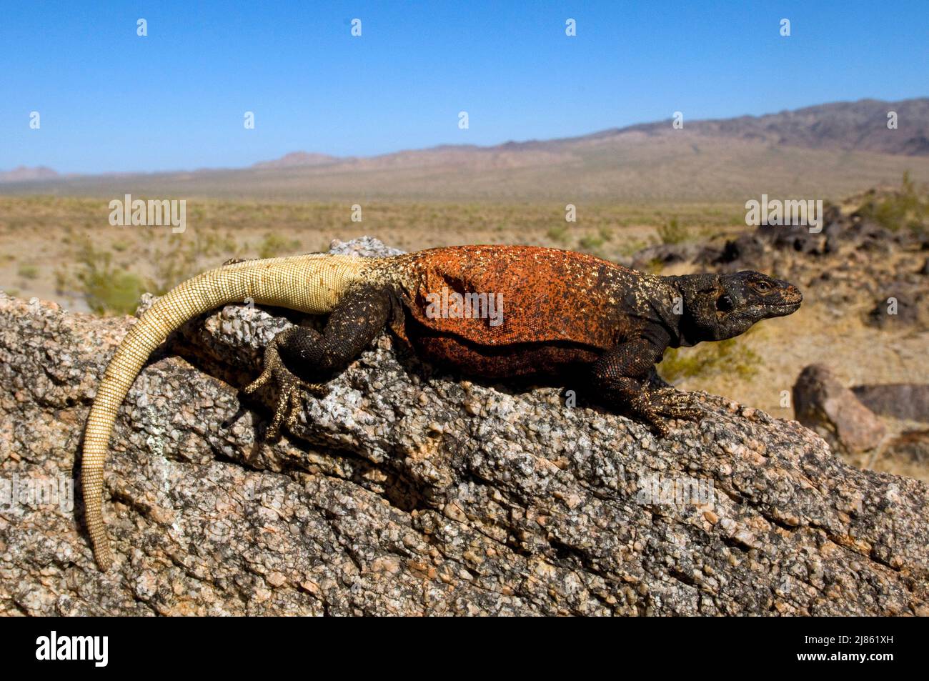 Northern Chuckwalla male in the Coachella valley California Stock Photo ...