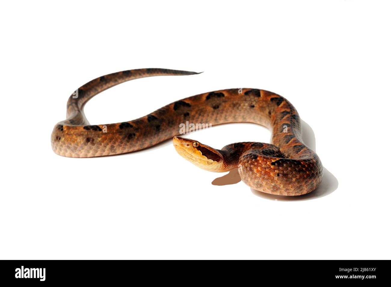 Malaysian Pit Viper in studio ; Native from S.E. Asia Stock Photo - Alamy