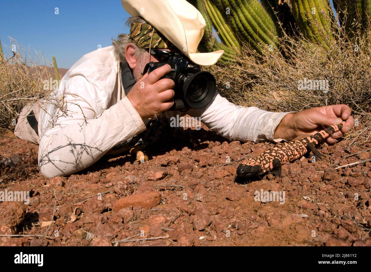 Photograph of a Gila Monster Organ Pipe NP Arizona USA Stock Photo - Alamy
