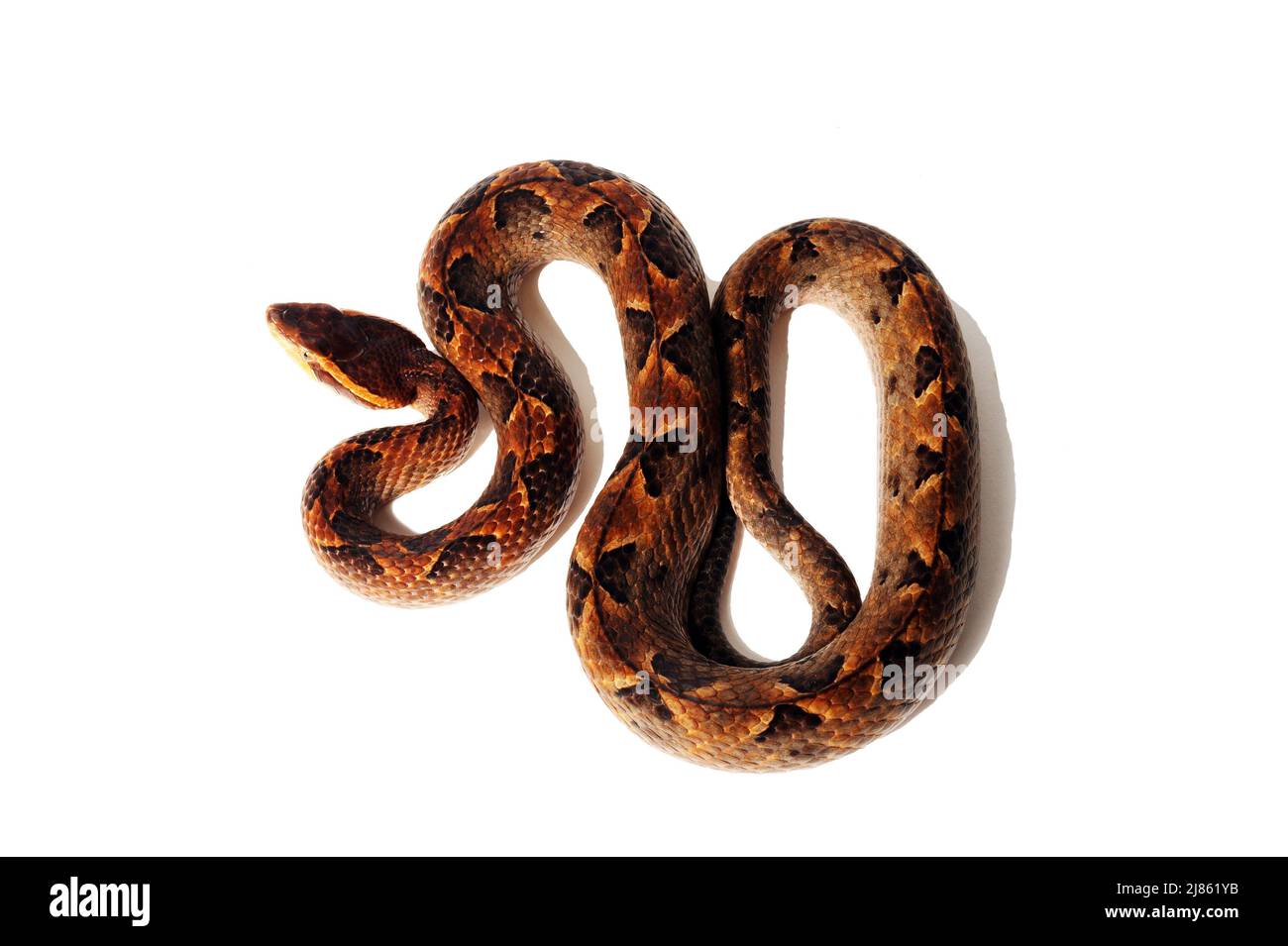 Malaysian Pit Viper in studio ; Native from S.E. Asia Stock Photo - Alamy