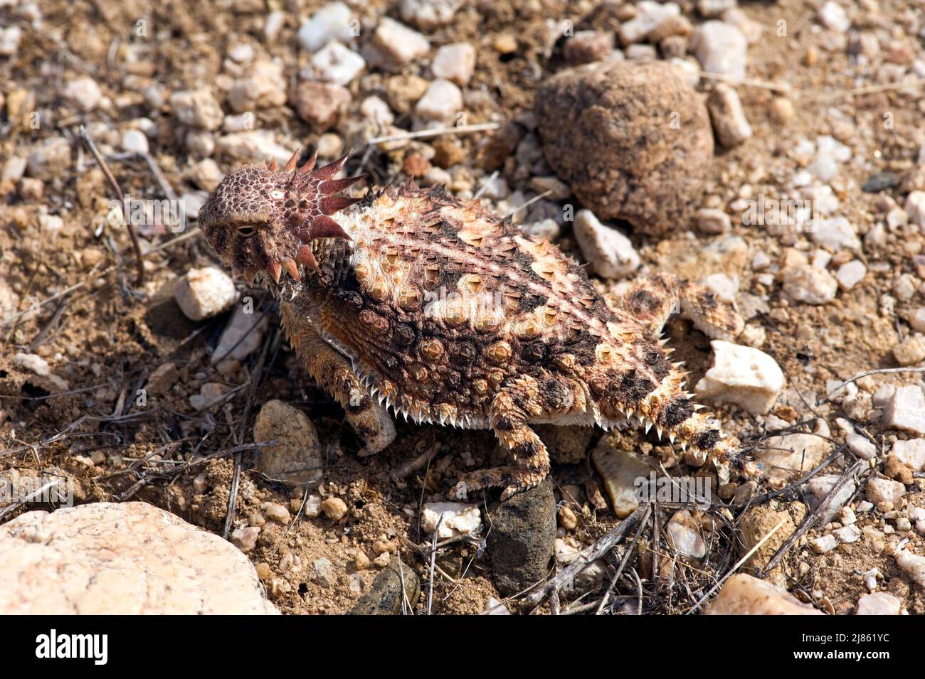 Reptile lizard regal horned lizard hi-res stock photography and images ...