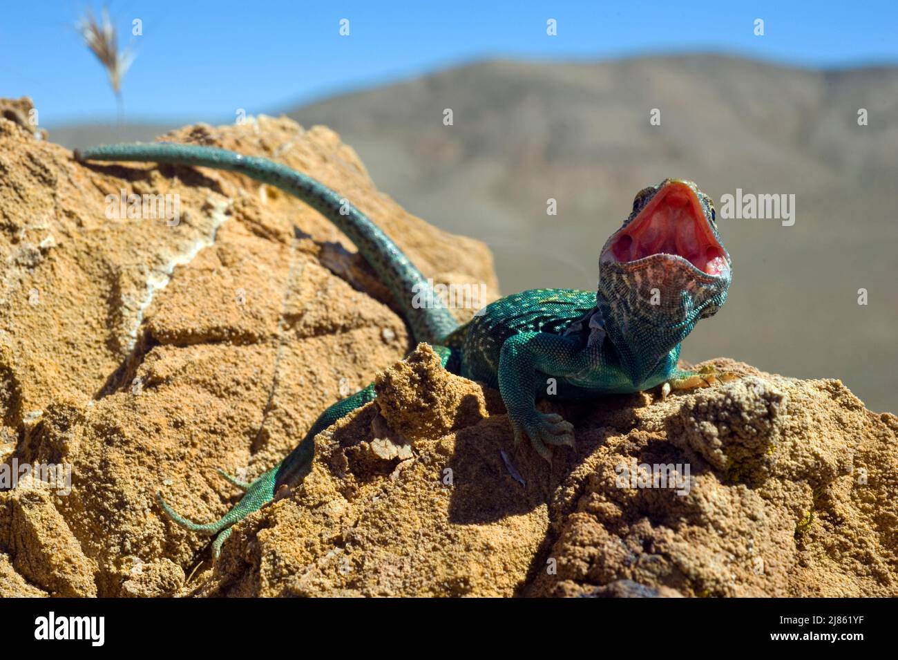 Western collared lizard hi-res stock photography and images - Alamy