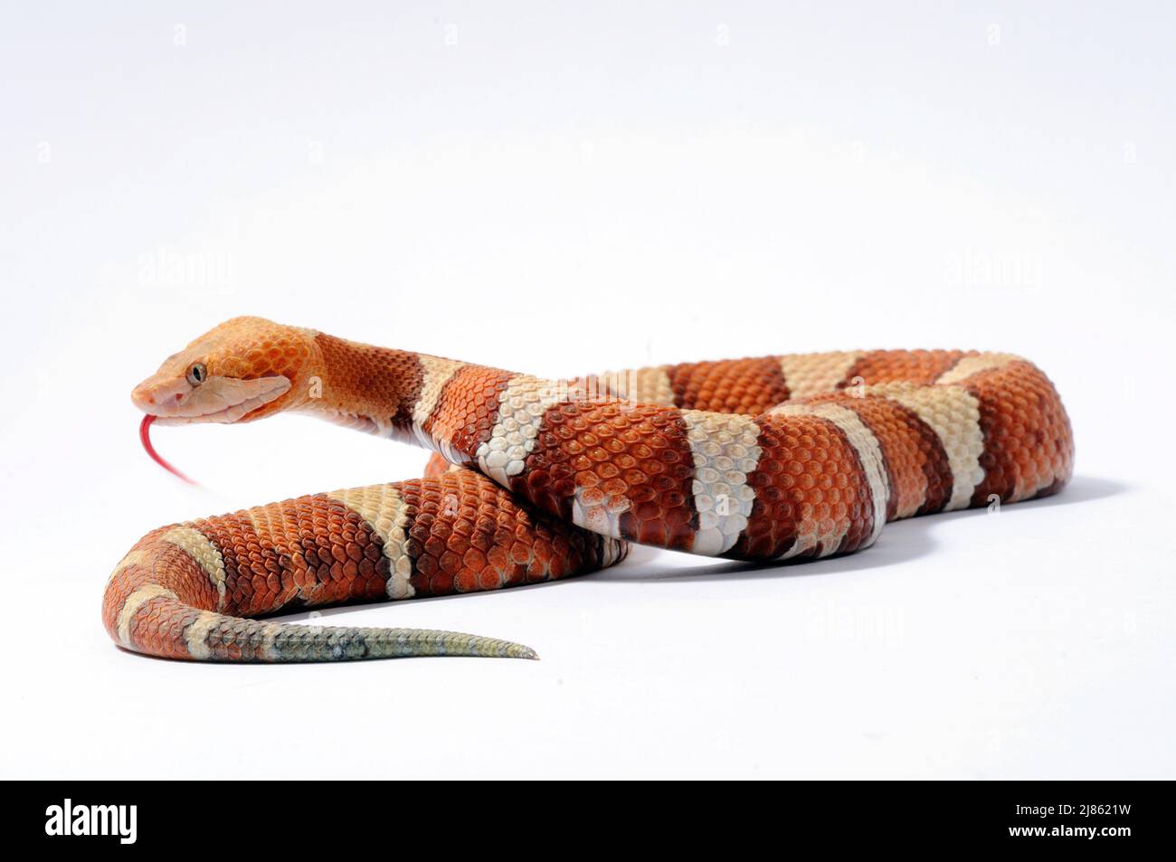 Copperhead in studio ; Native from S.E. USA Stock Photo - Alamy