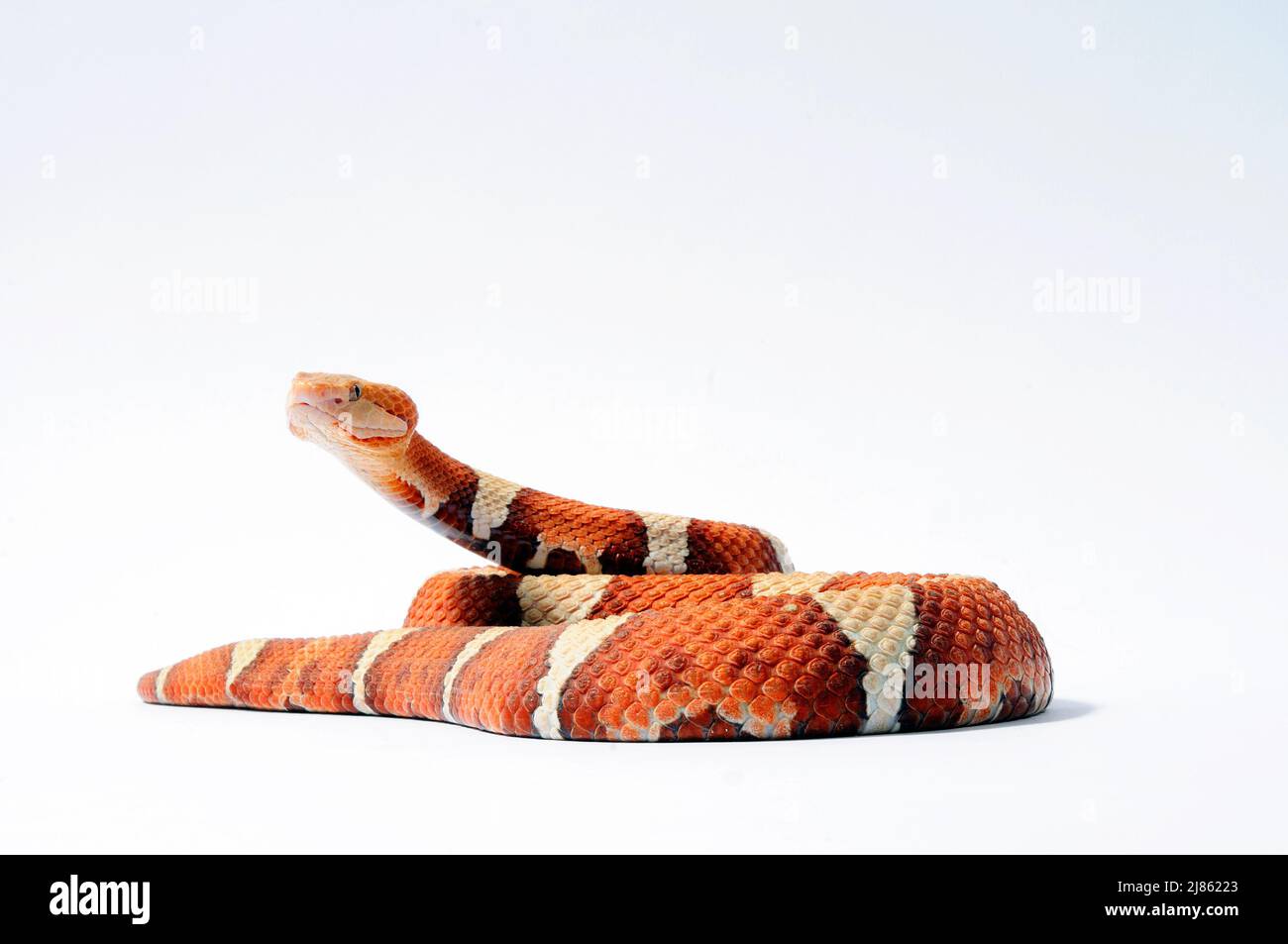 Copperhead in studio ; Native from S.E. USA Stock Photo - Alamy
