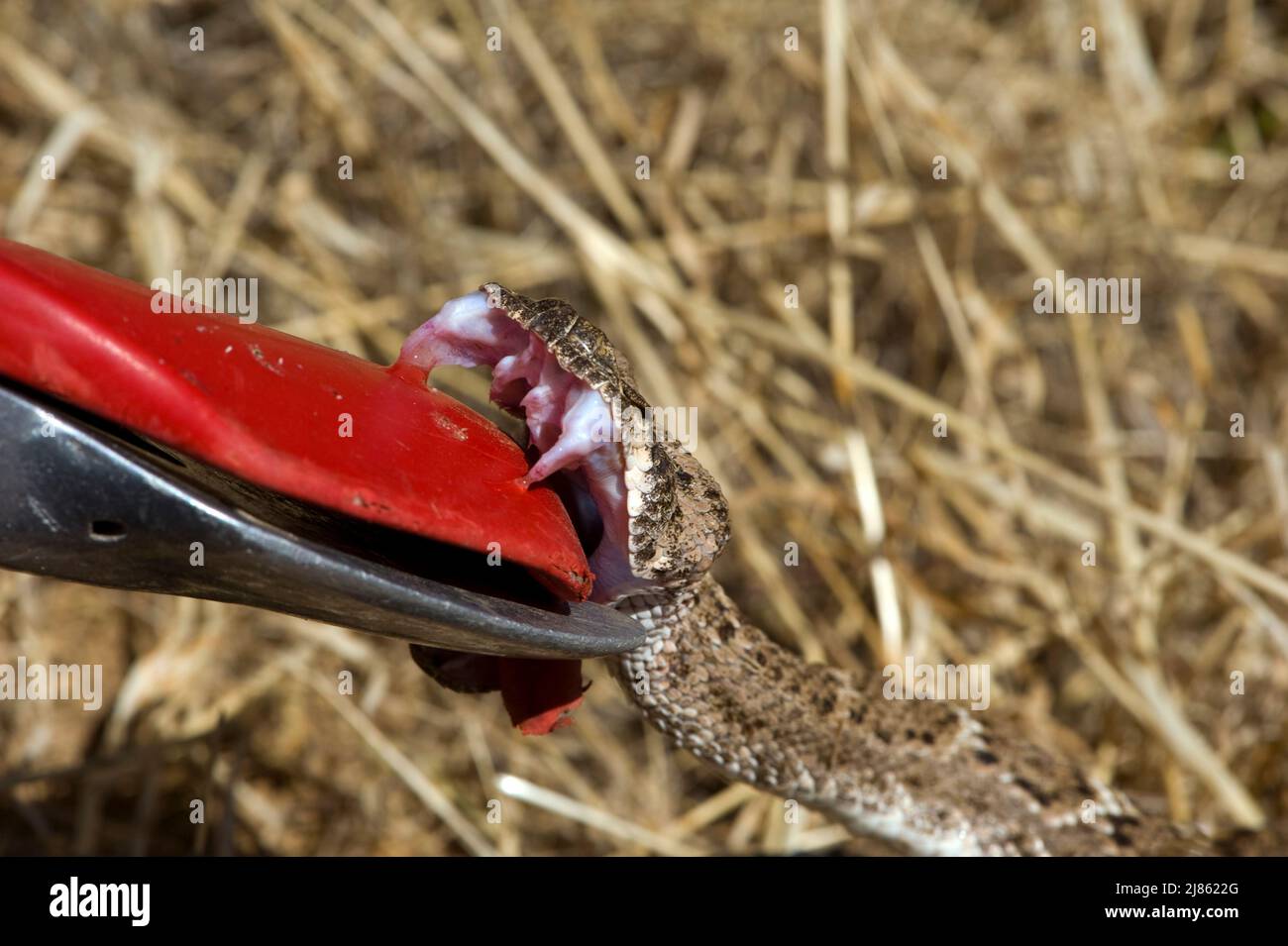 Western Diamondback Rattlesnake biting the tool of capture Stock Photo ...