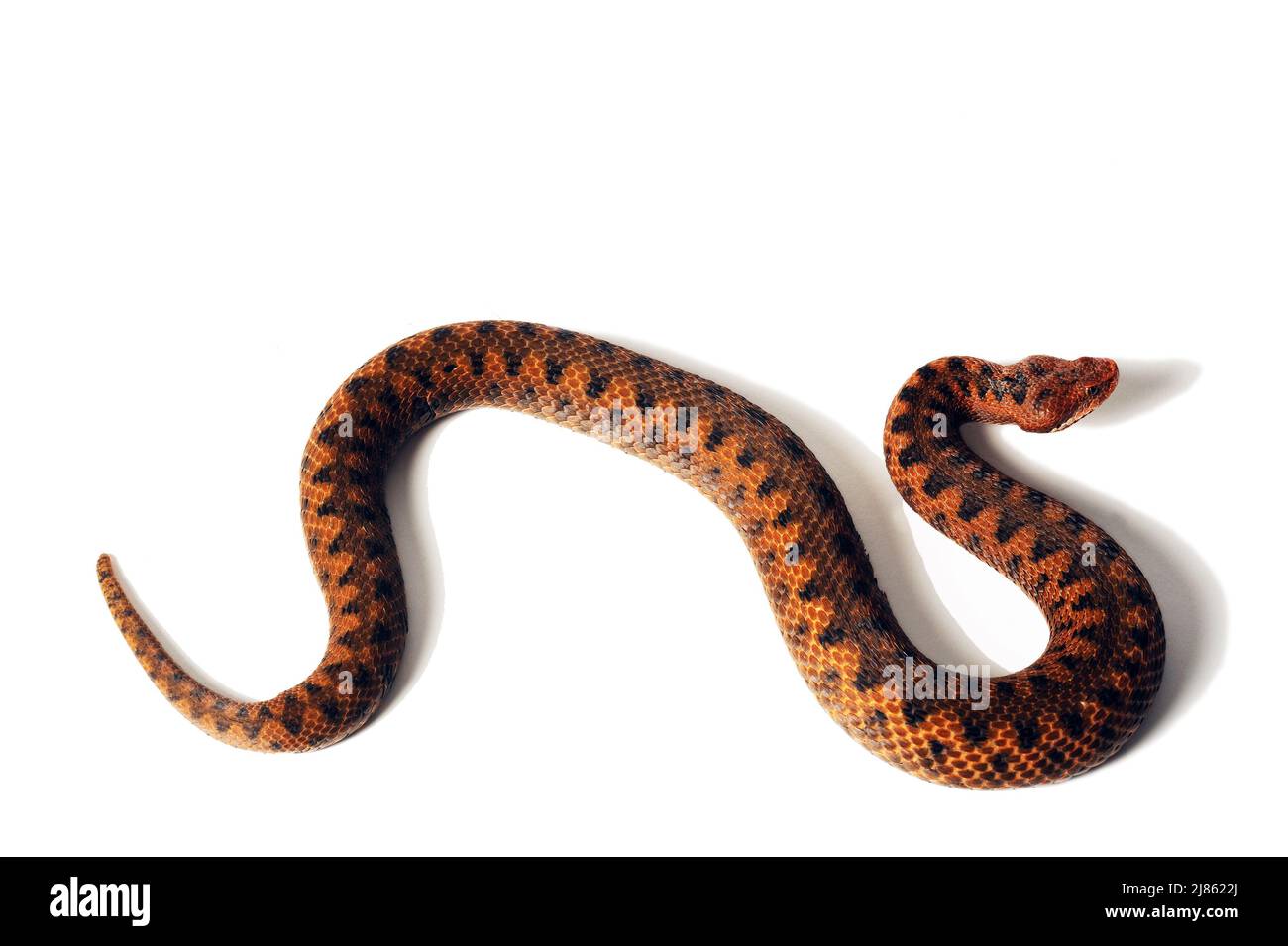 Venomous snake in france hi-res stock photography and images - Alamy