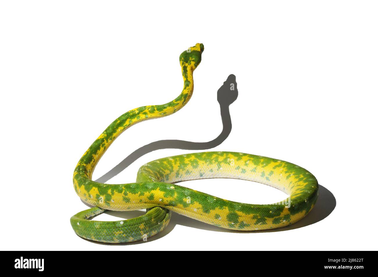 Green Tree Python in studio ; Native from New-Guinea, N. Australia ...