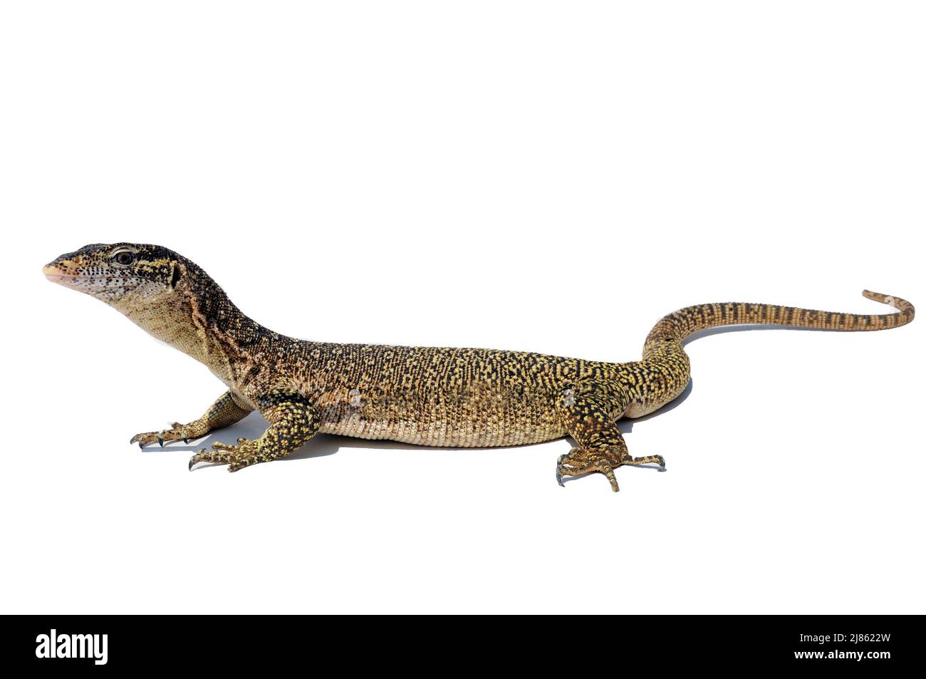 Timor tree monitor in studio ; Native from Timor Stock Photo - Alamy