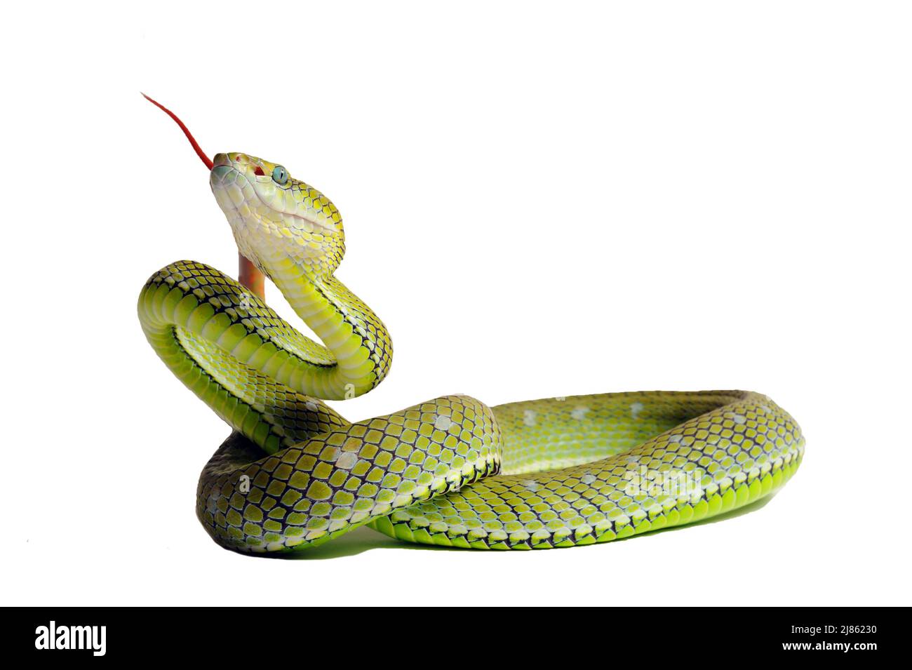 Hagen's pit viper in studio ; Native from S.E. Asia Stock Photo - Alamy